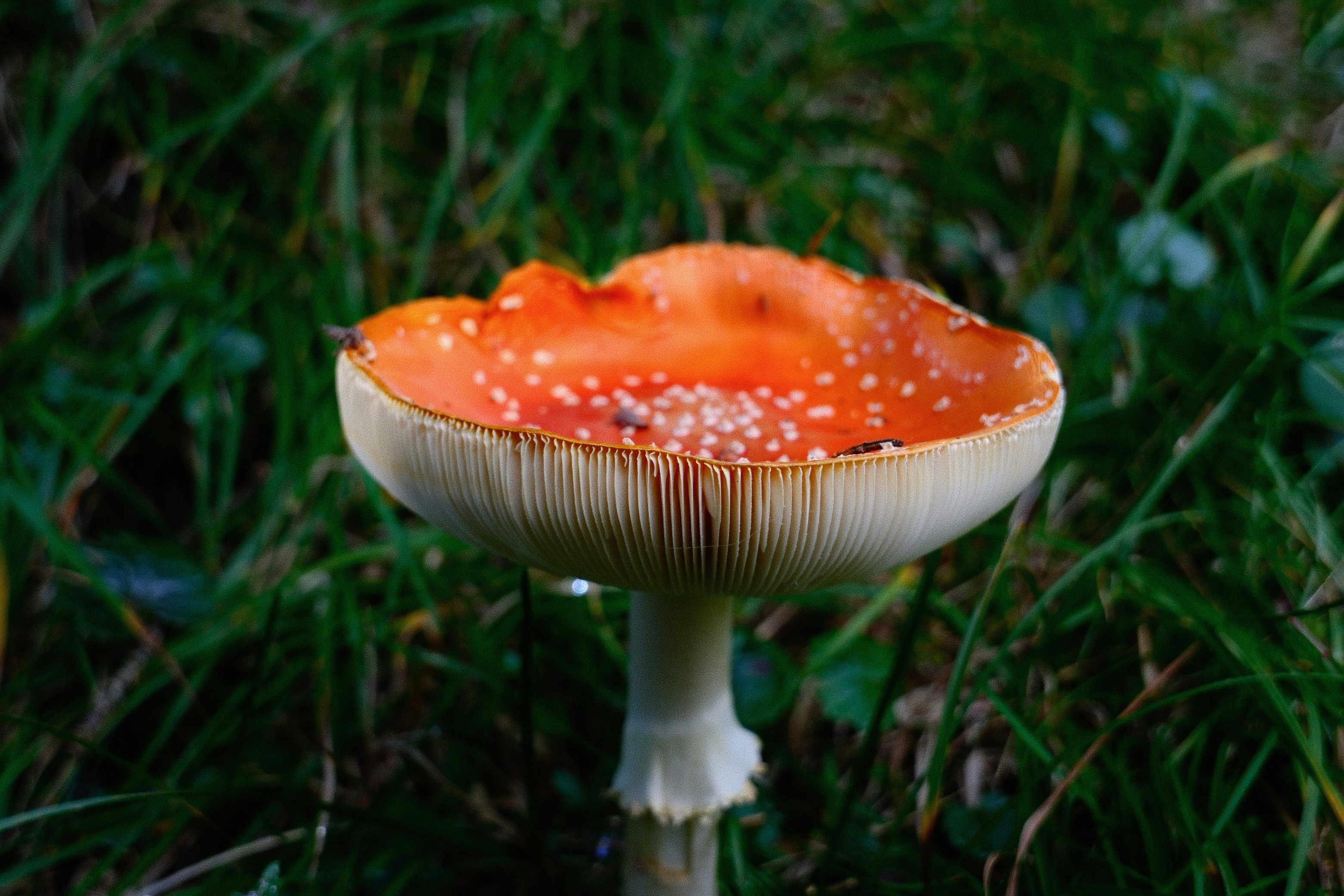 Scarlet Cap Emergent from Mossy Green Stage