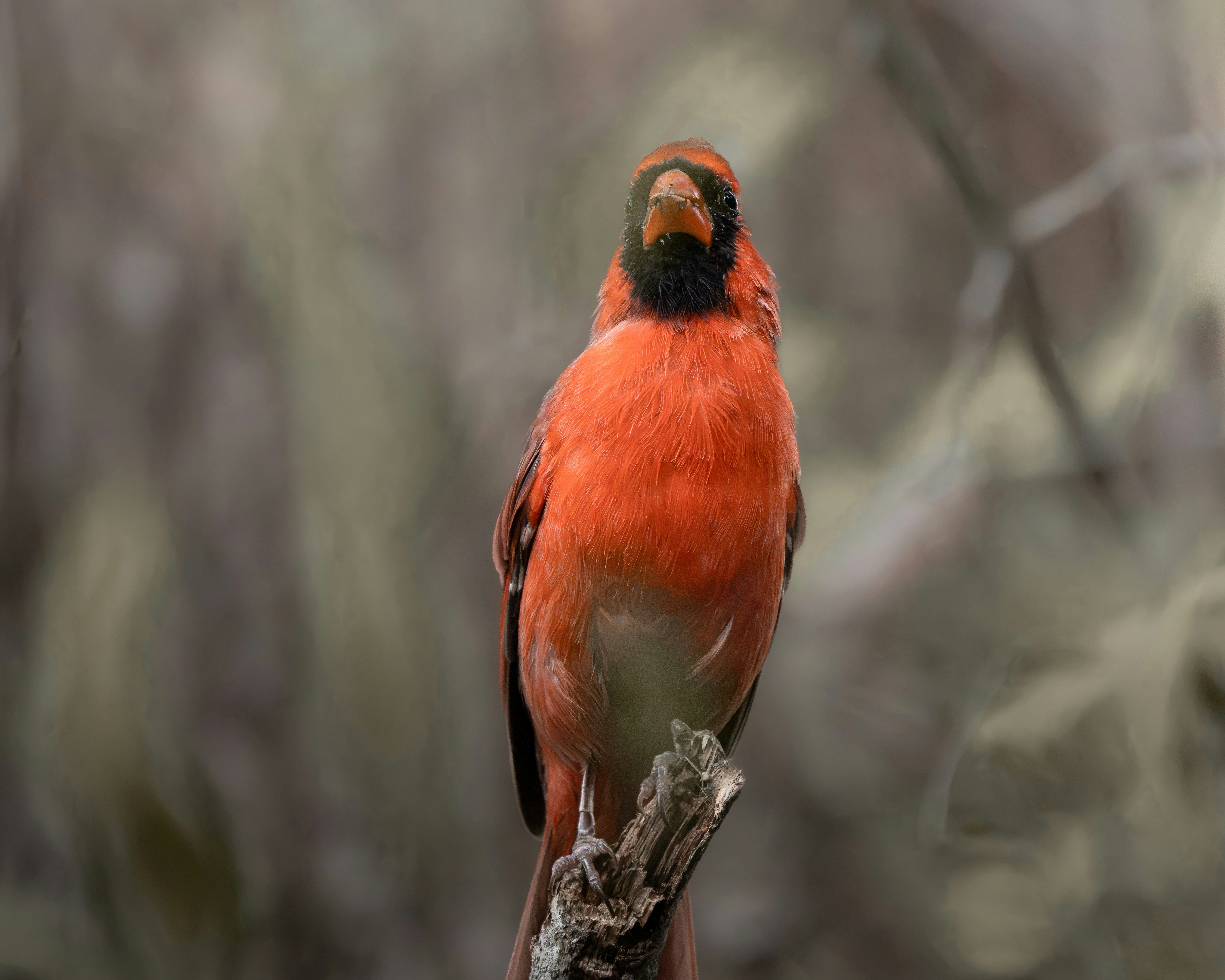 Crimson Kingfisher Portrait Quietly Guarding the Wetland