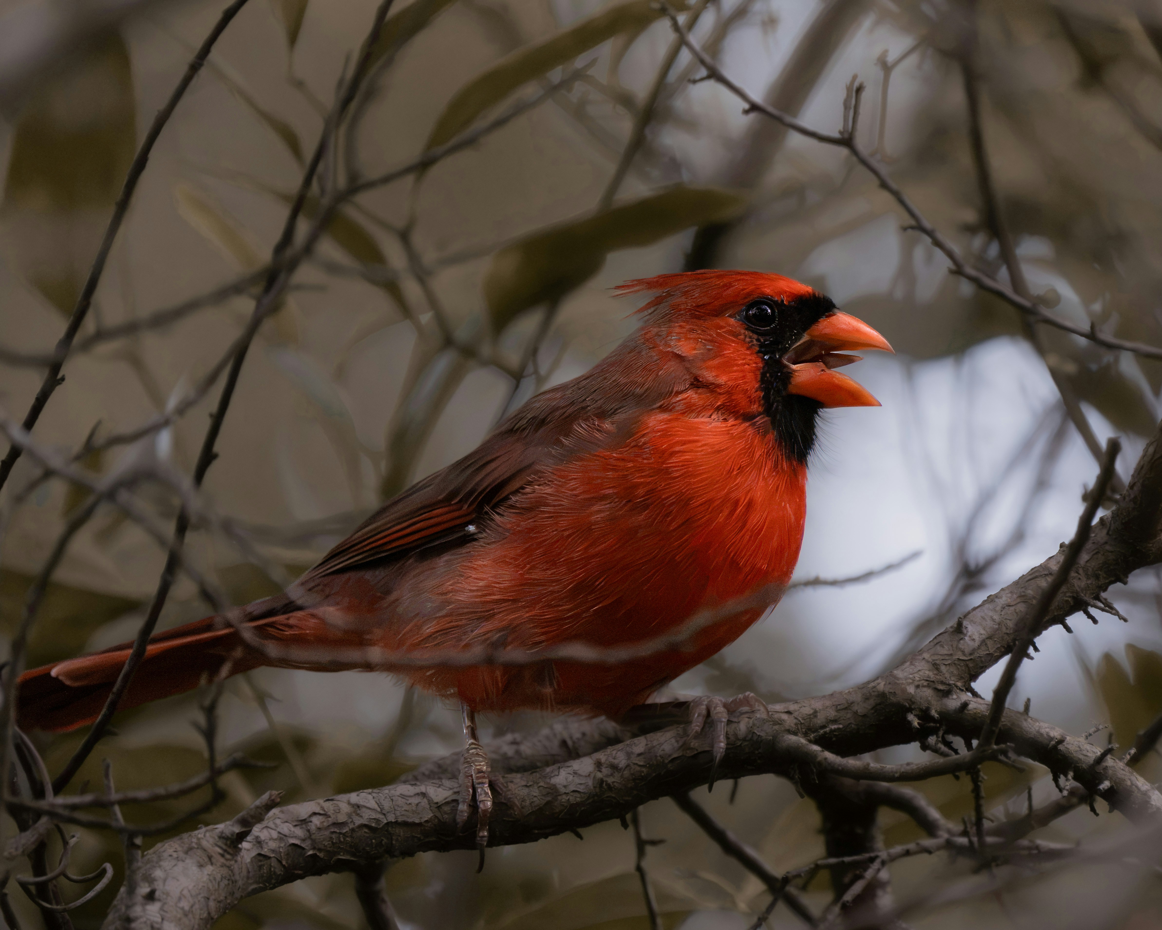 Crimson Song on a Quiet Branch