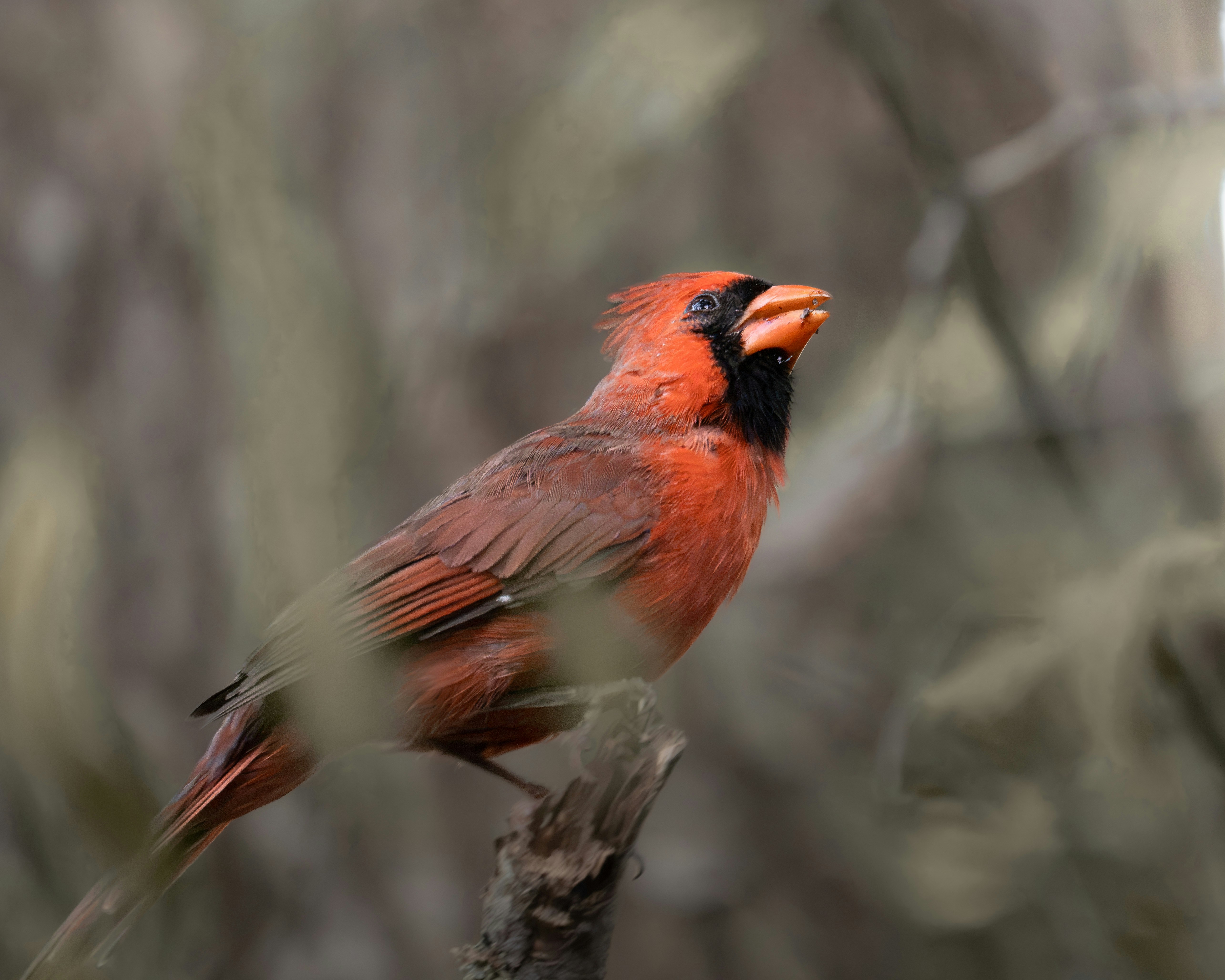 Scarlet Cardinal on a Weathered Branch: A Moment of Feisty Color