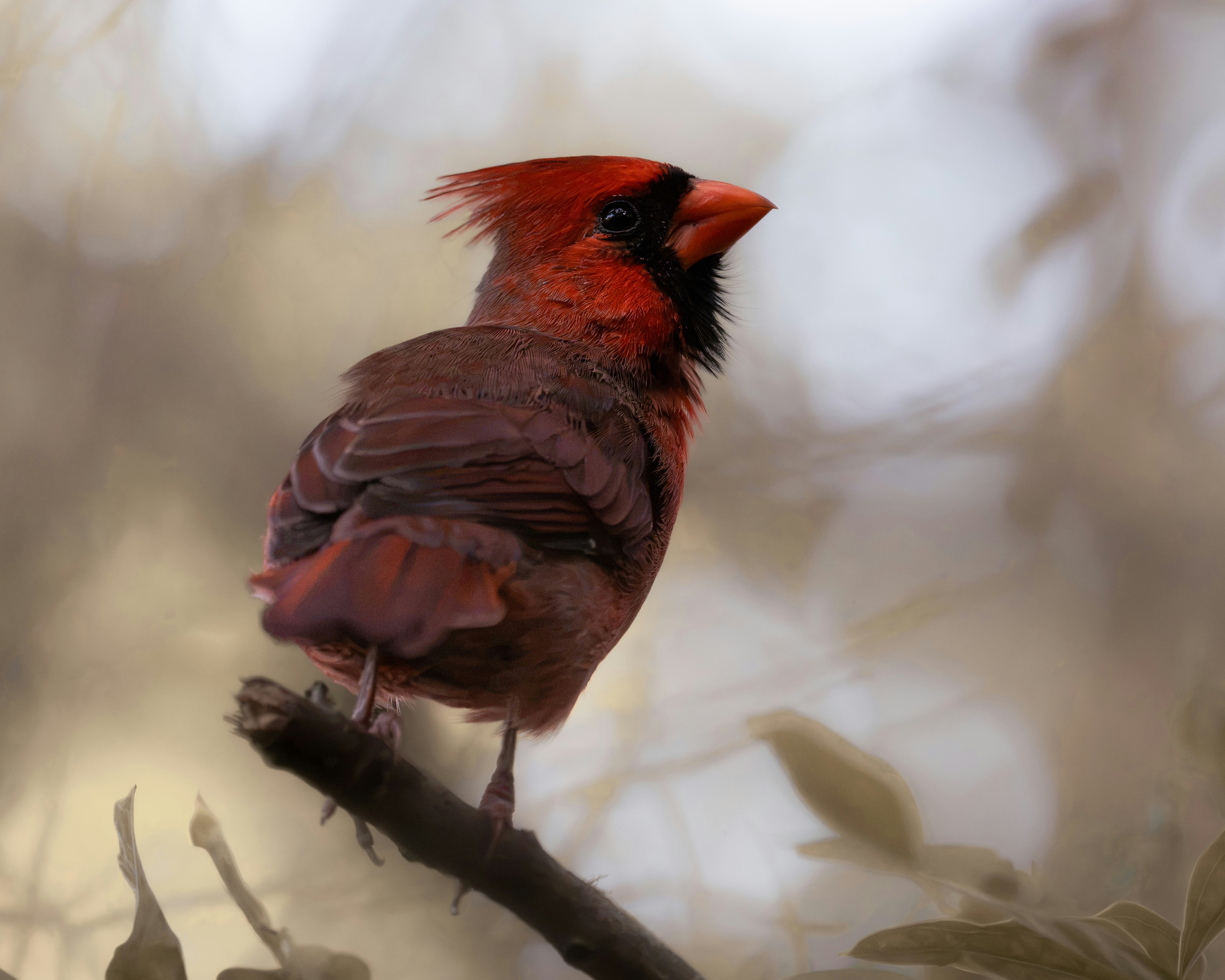 Scarlet Cardinal on a Quiet Branch