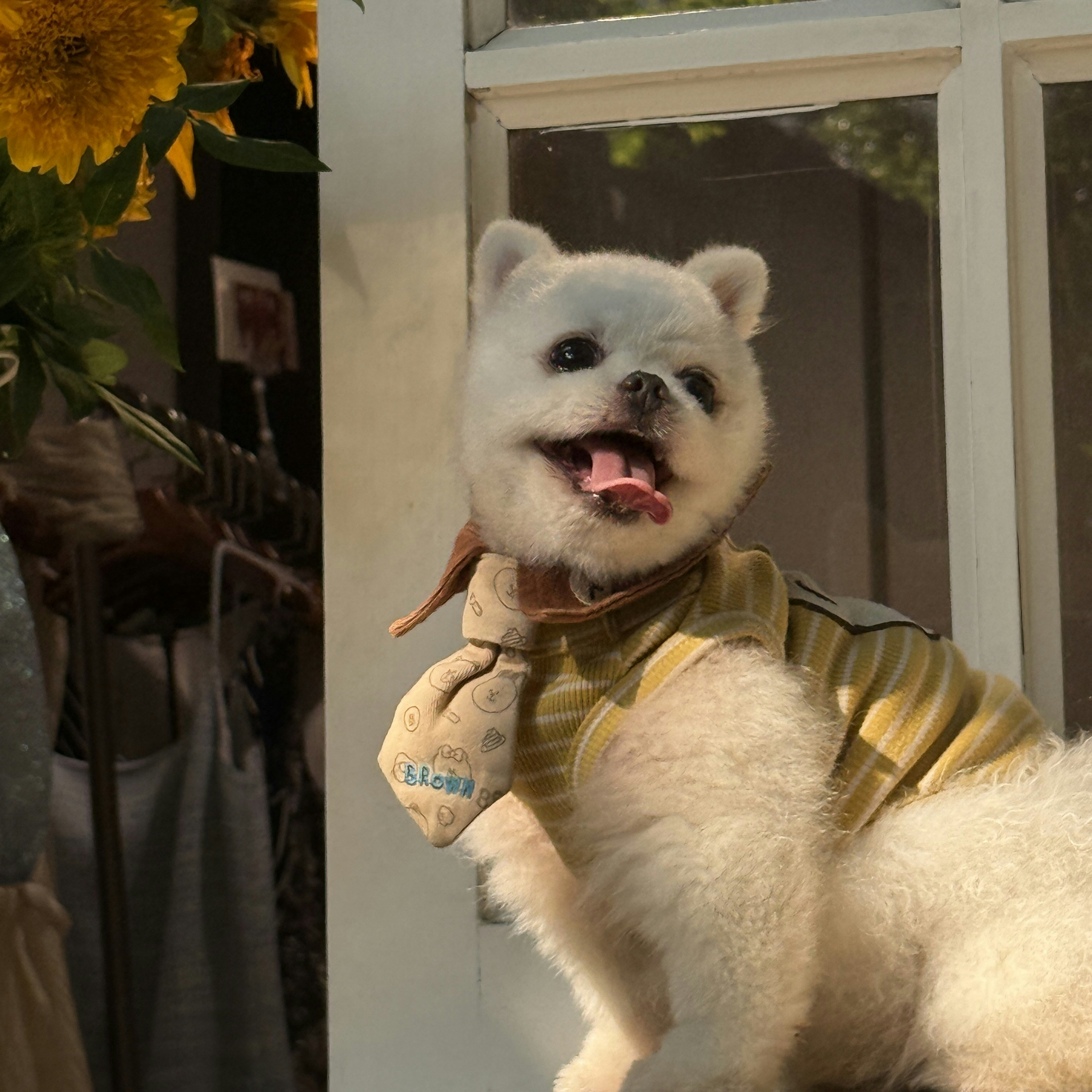 Playful Pomeranian Petals: A Sunny Porch Portrait