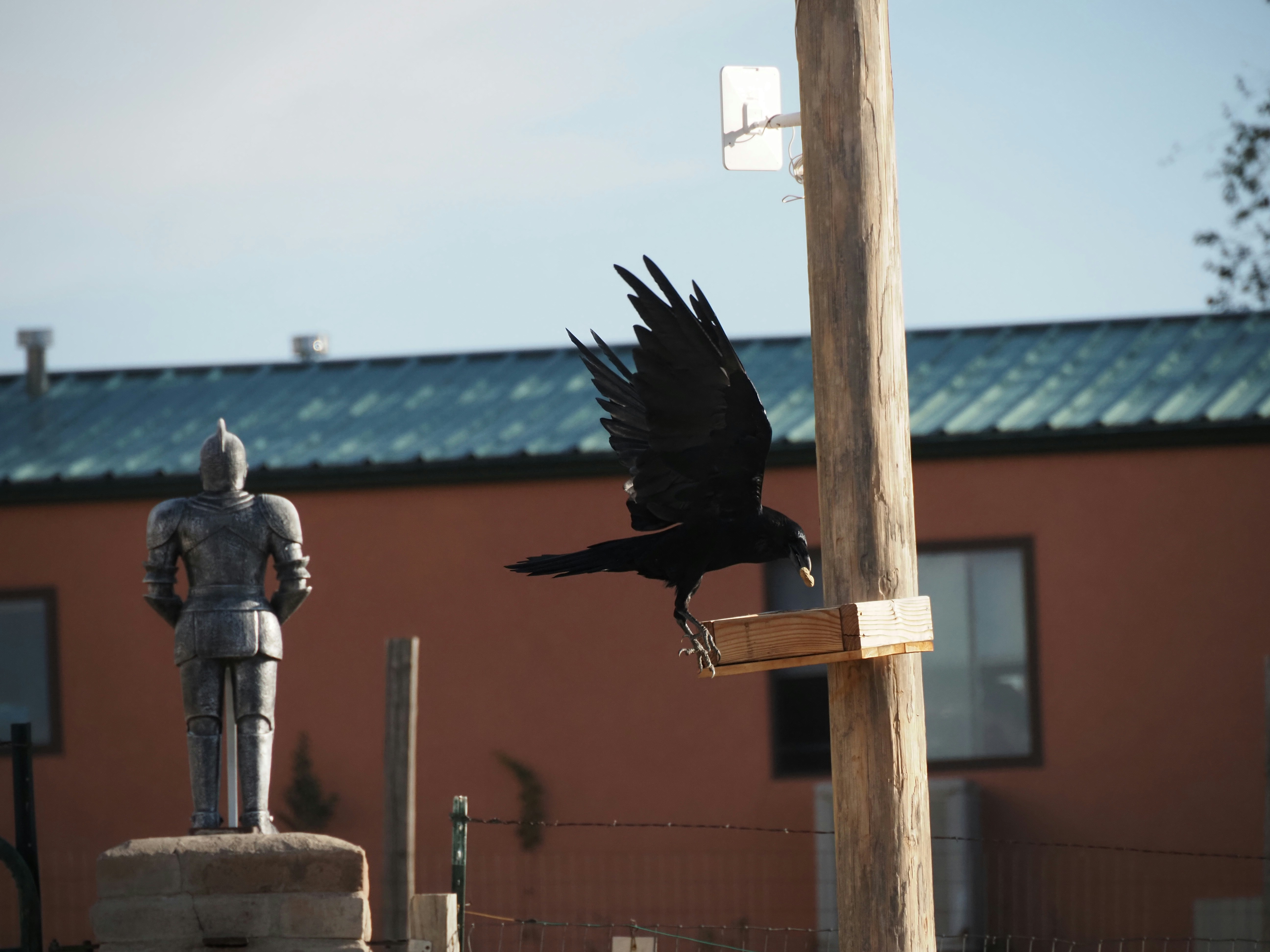 Raven in Flight Over a Wooden Post by a Courtyard