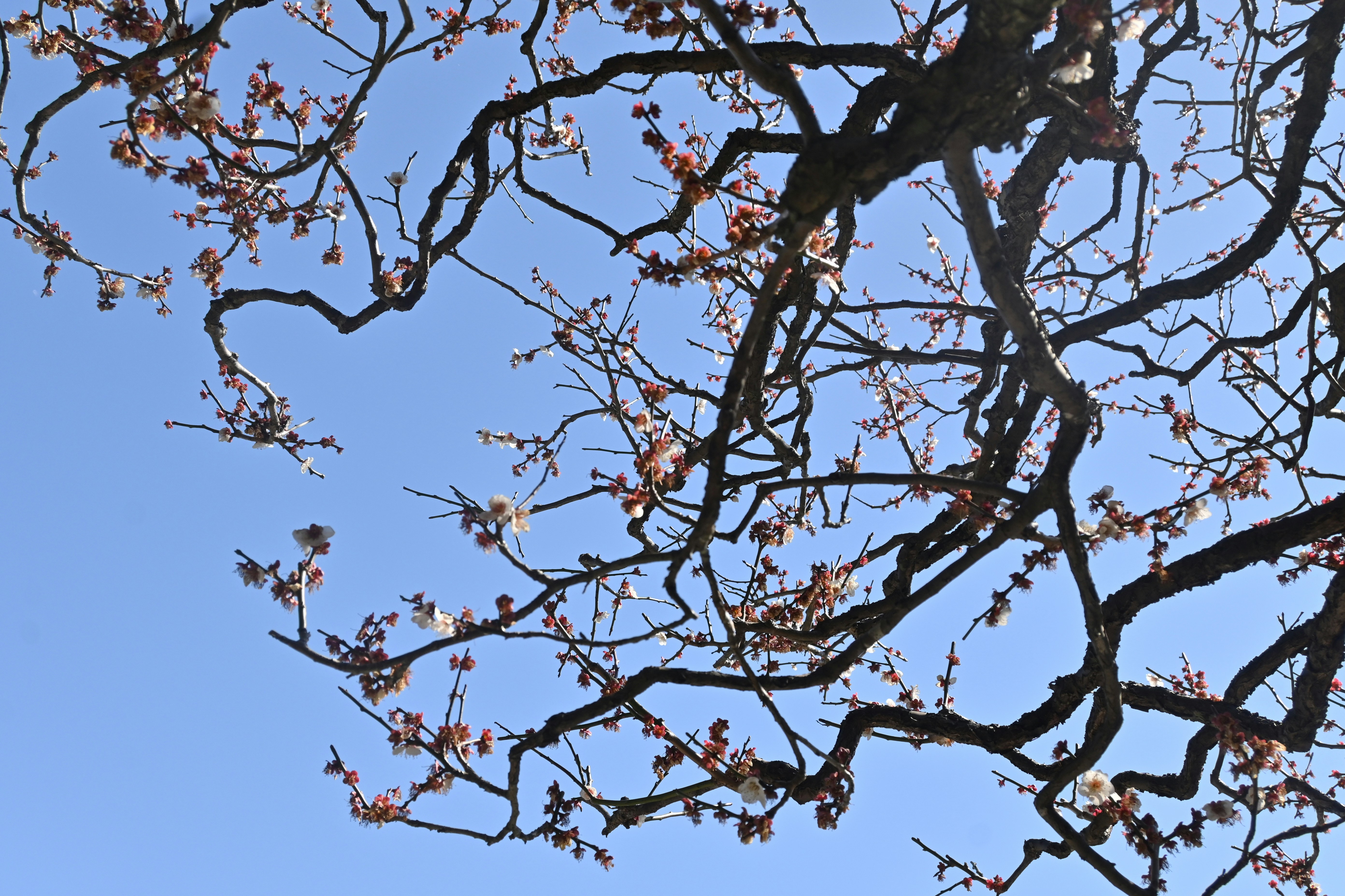 Skyward Blossoms: Branches Stretch into Clear Blue