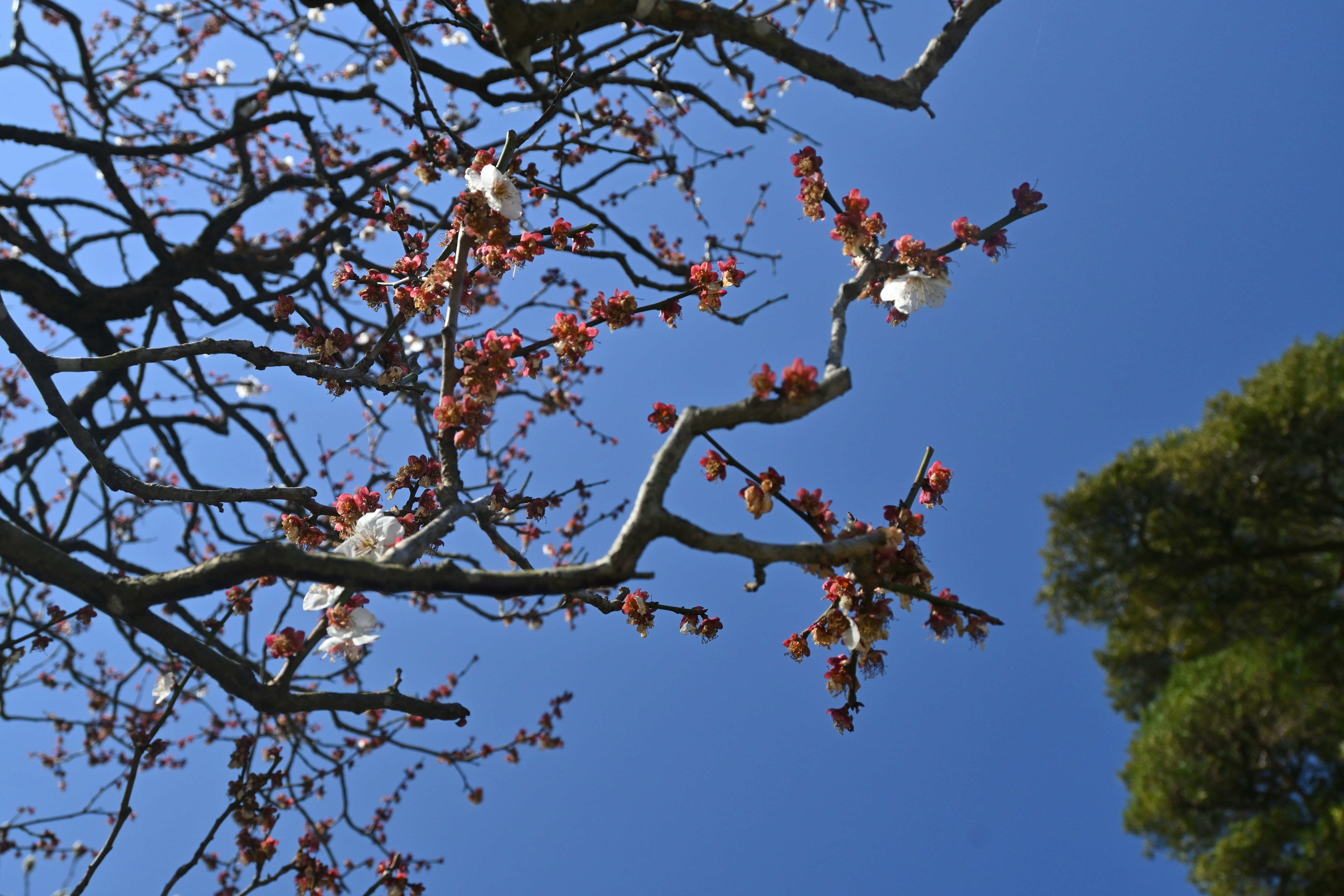 Blossoms Framing a Clear Blue Sky