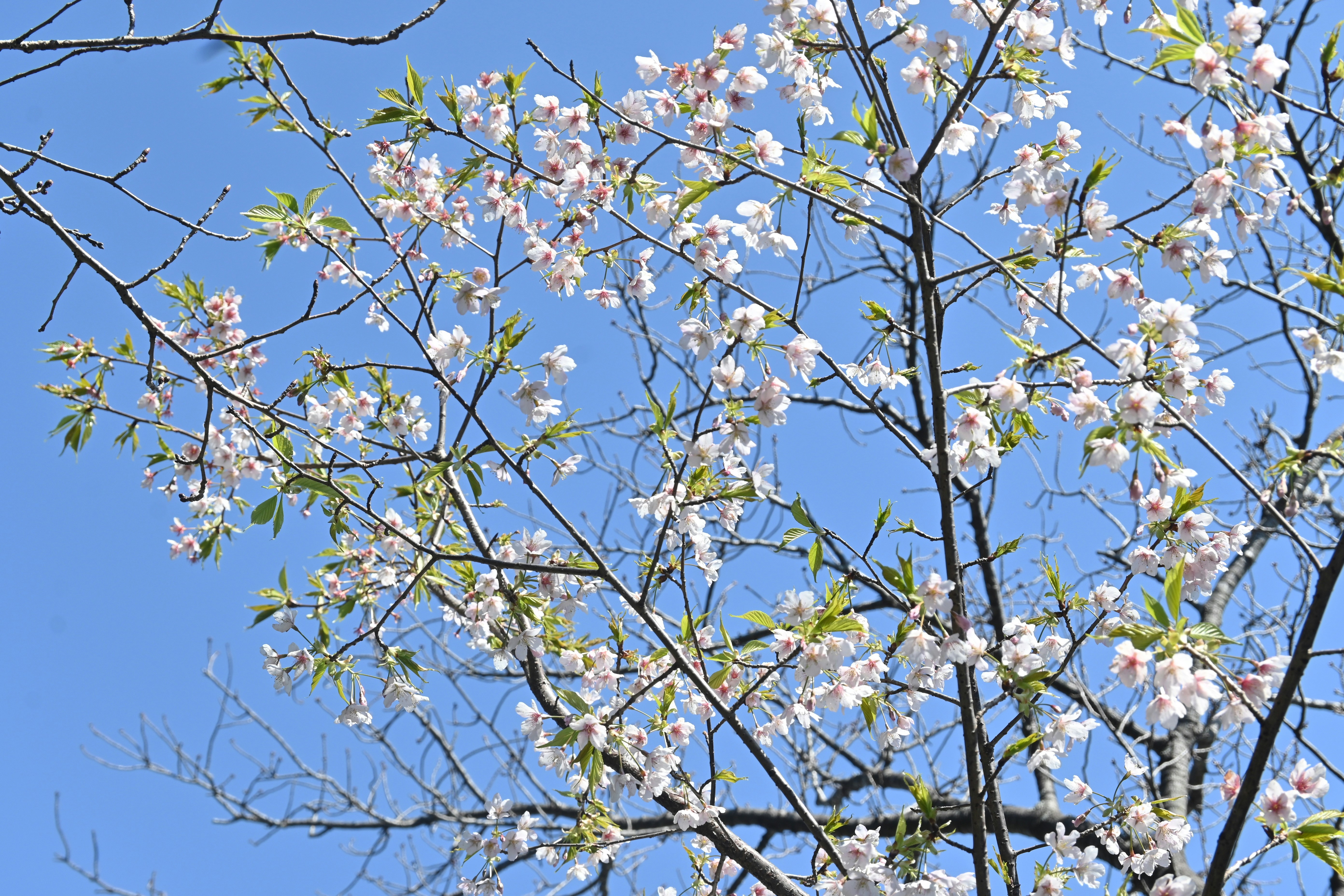 Sakura