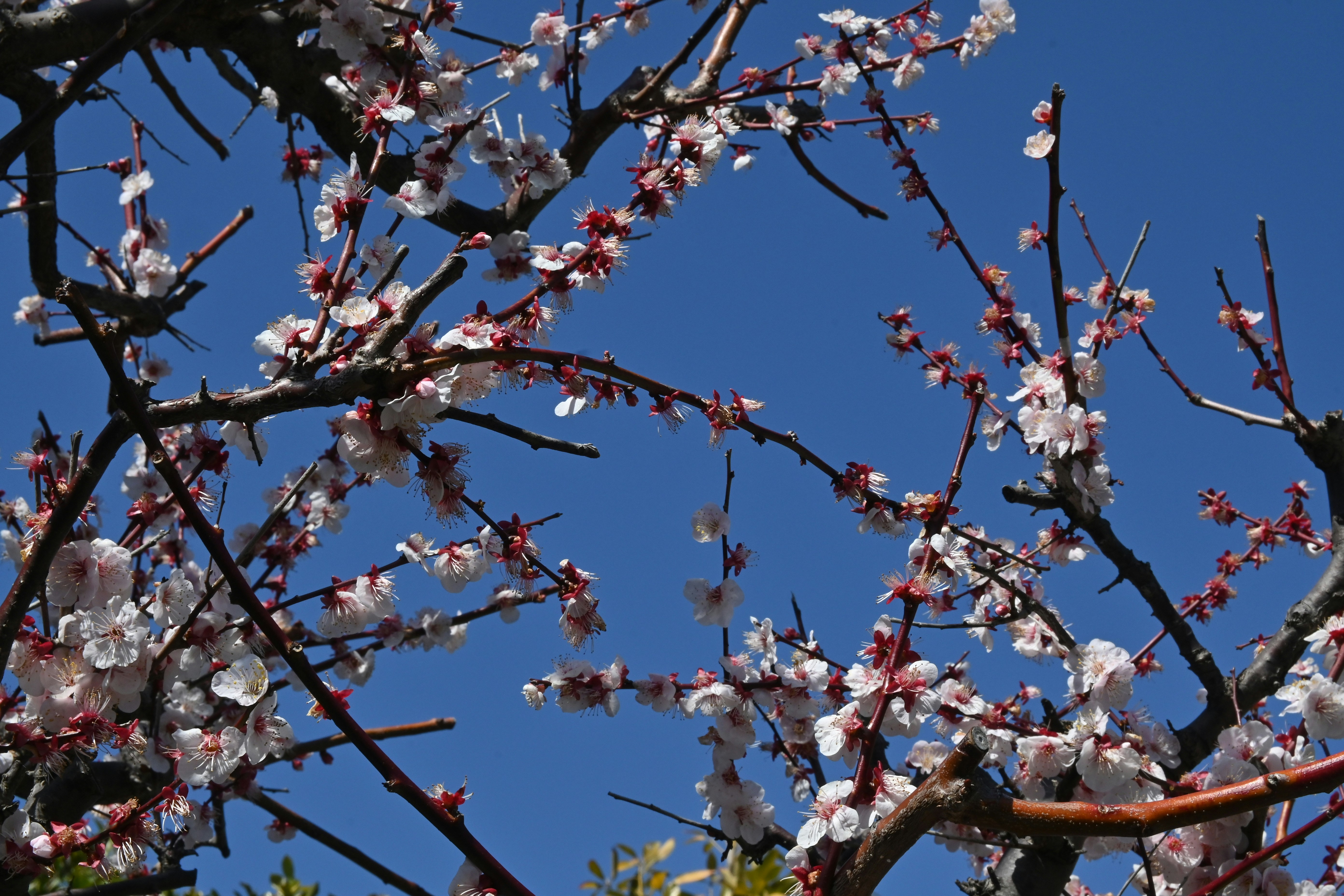 Blossoms Against a Cerulean Sky
