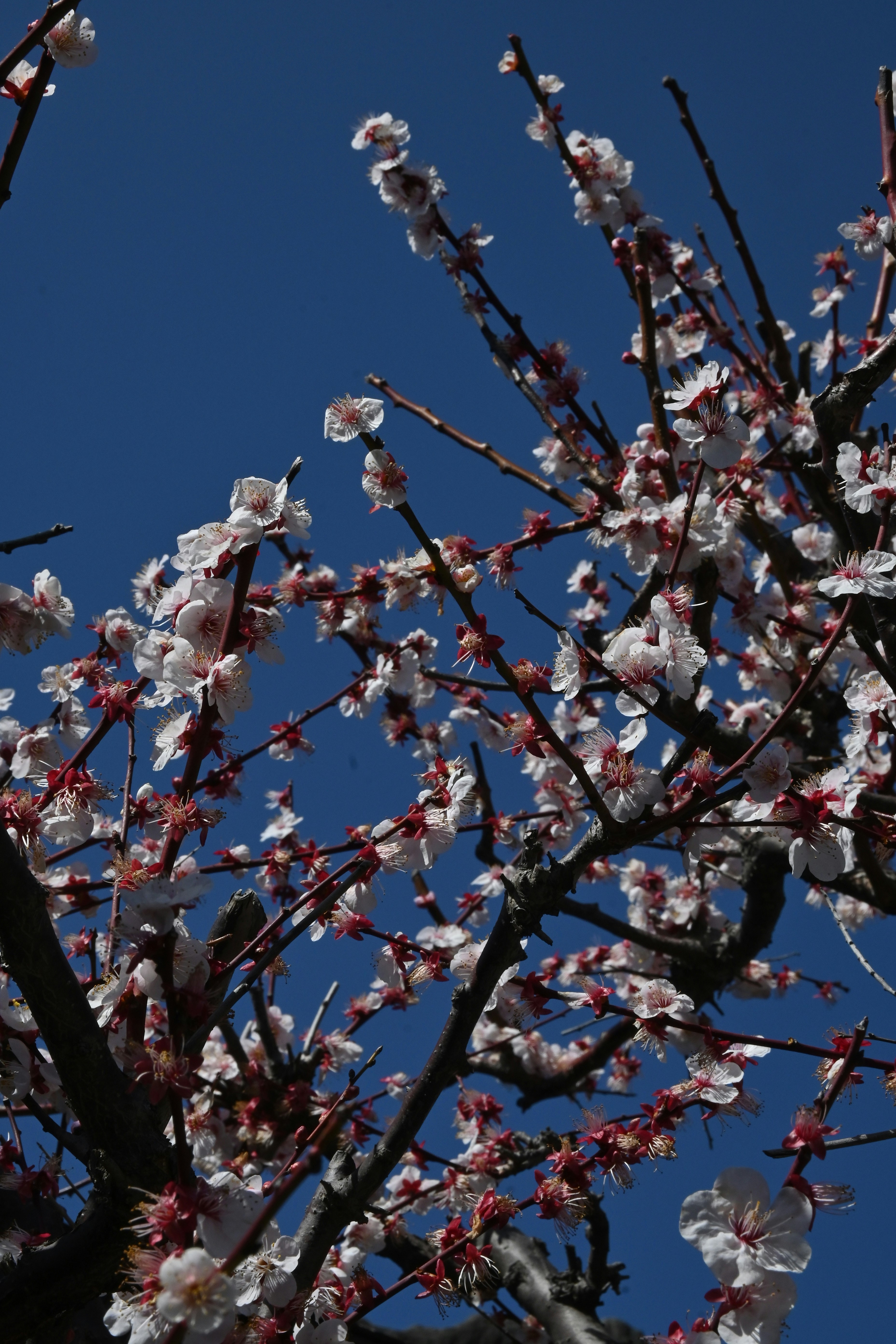 Blossoms Against a Clear Blue Sky