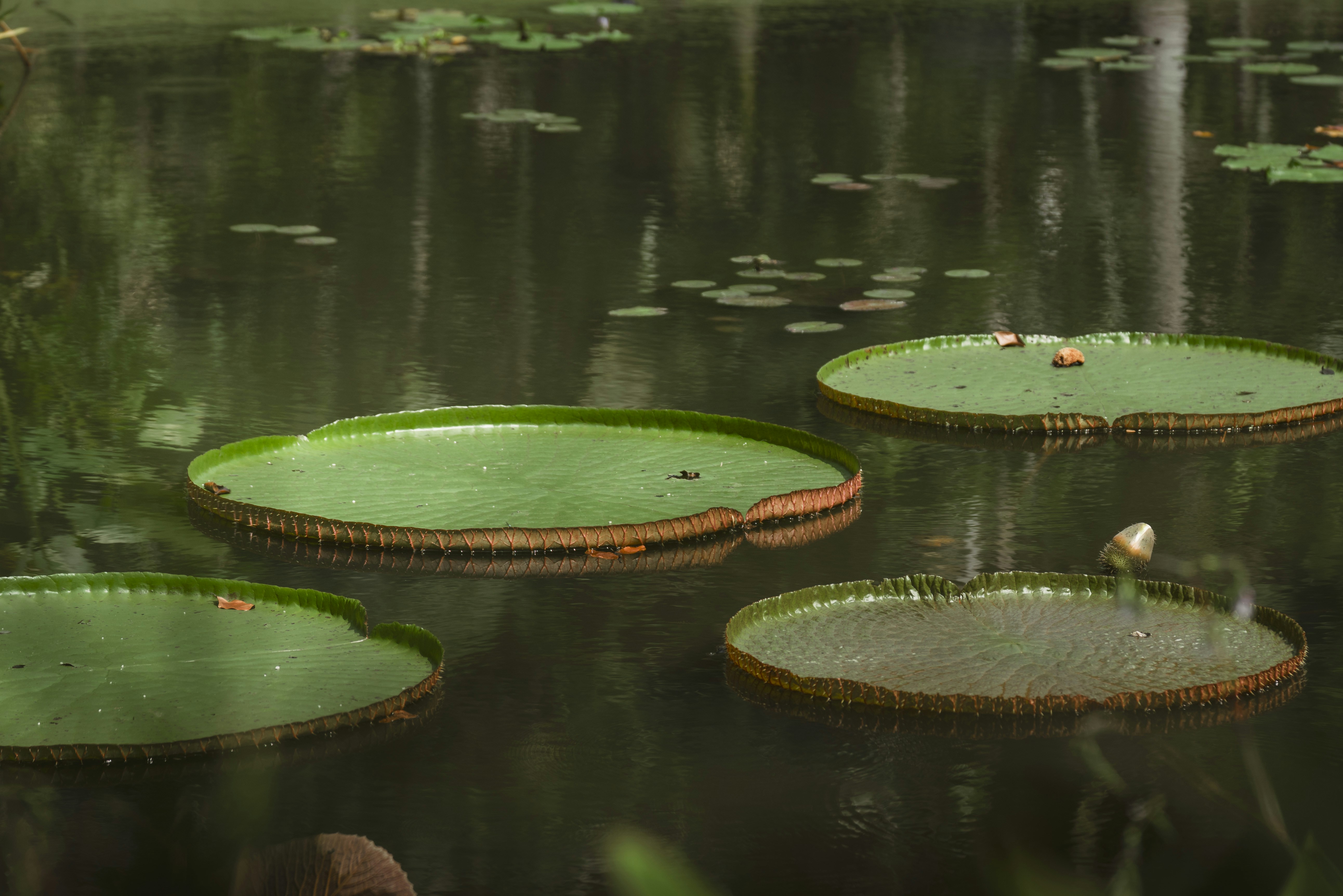 Floating Guardians: Lily Pads on a Quiet Pond