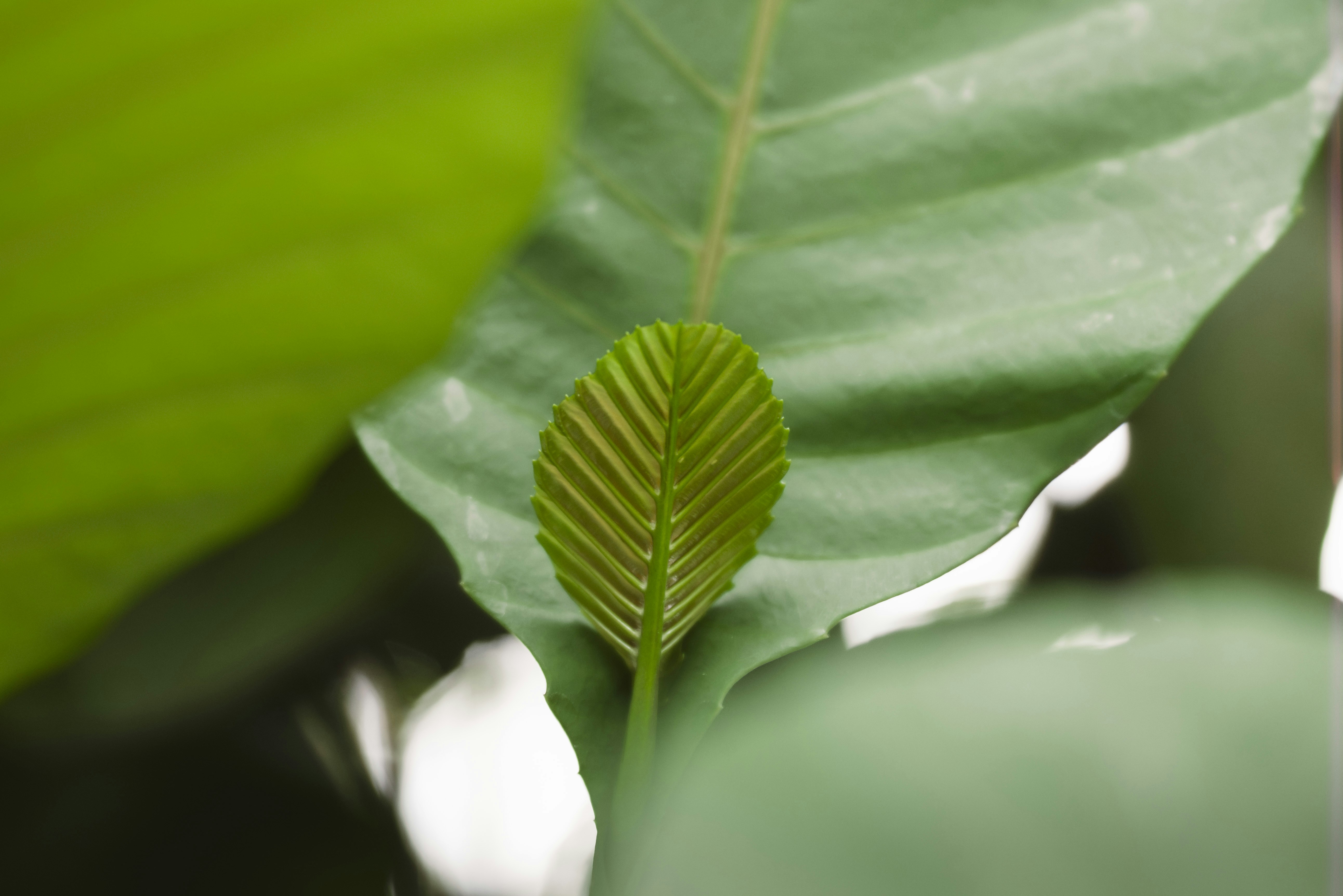 New Growth in Focus: A Central Payoff of Veined Leaf