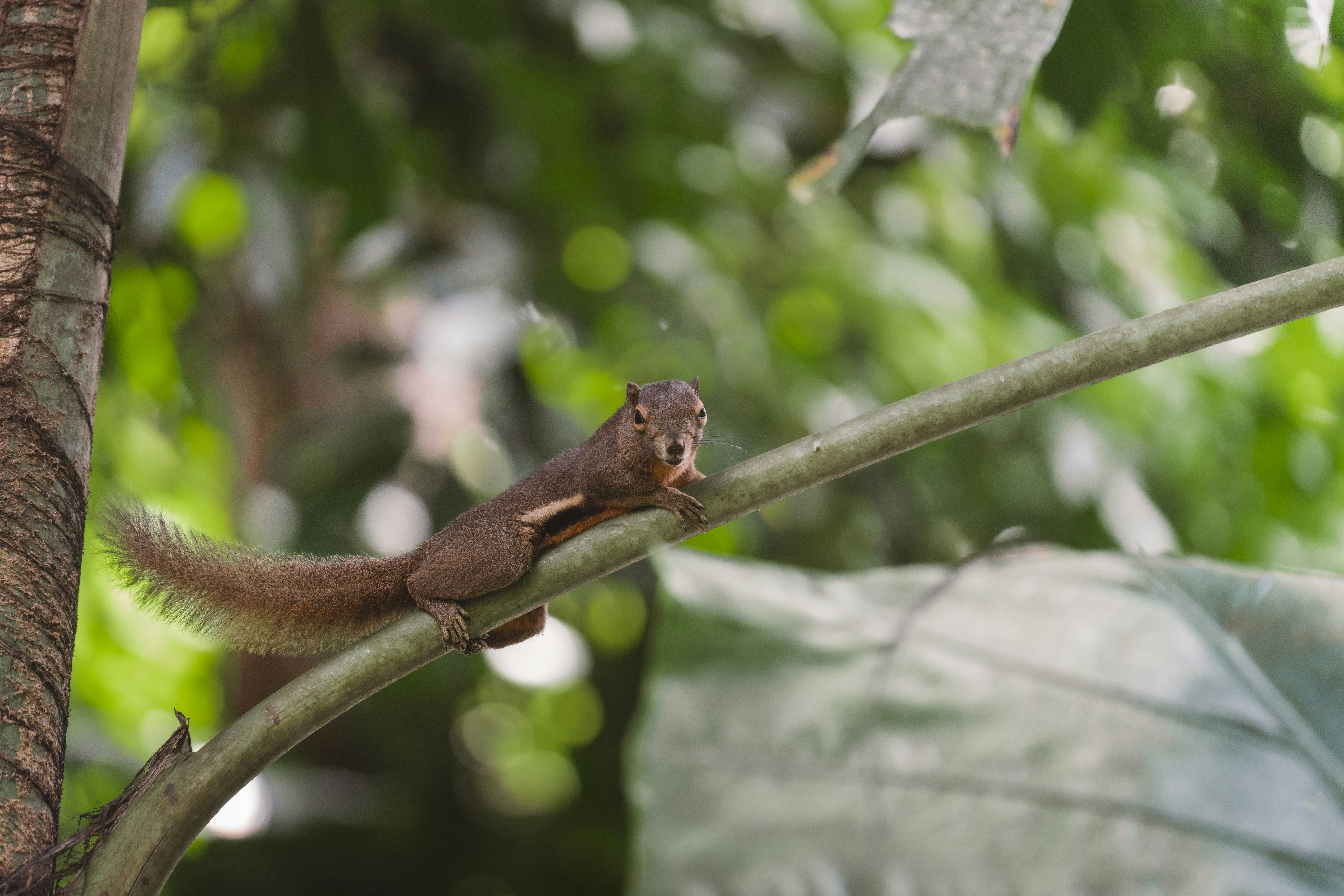 Whiskered Acrobat on a Gentle Branch
