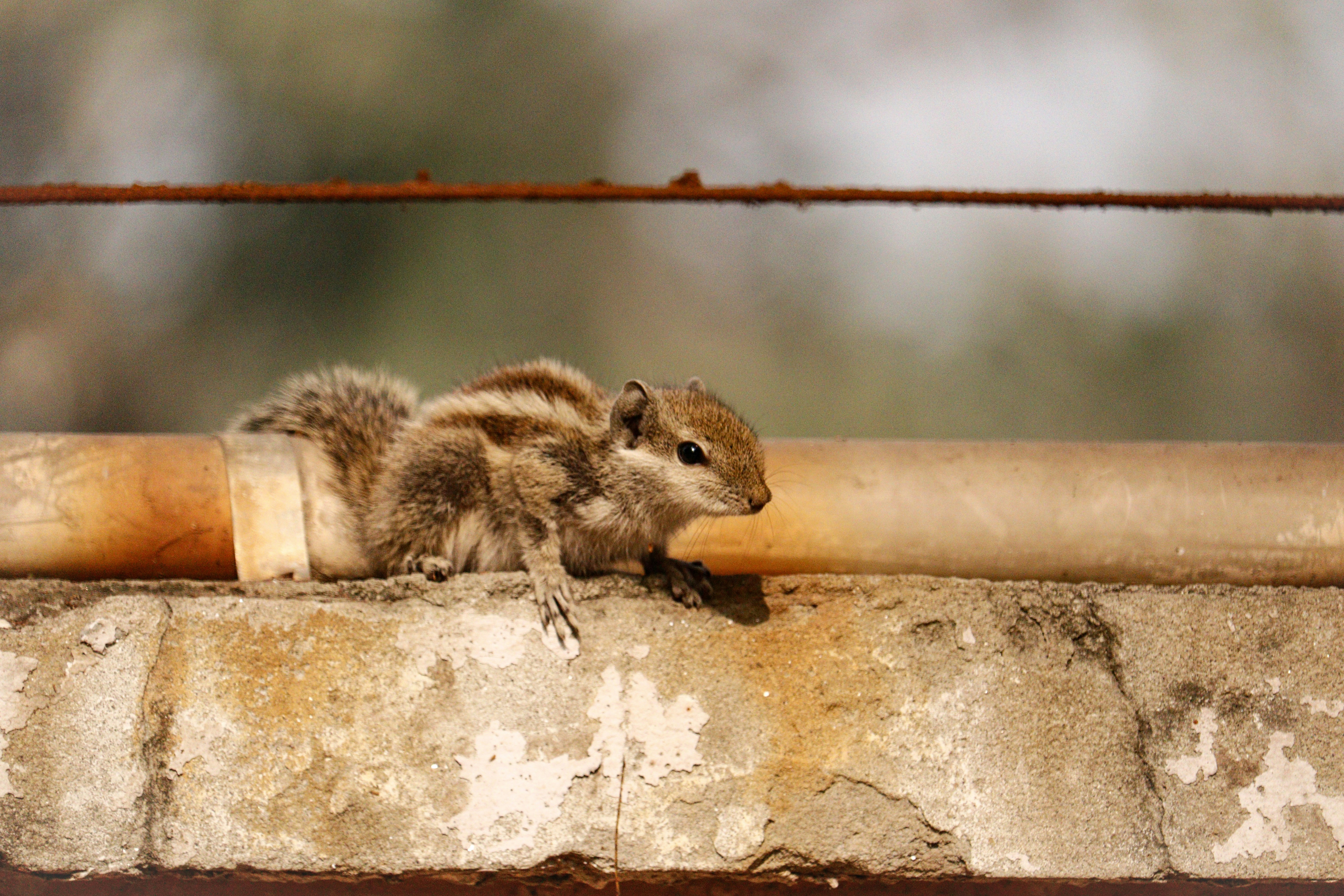 A close-up shot of a small, cute striped squirrel (palm squirrel) resting on a weathered concrete wall outdoors. Perfect for wildlife, nature, animal conservation, and ambient background projects.