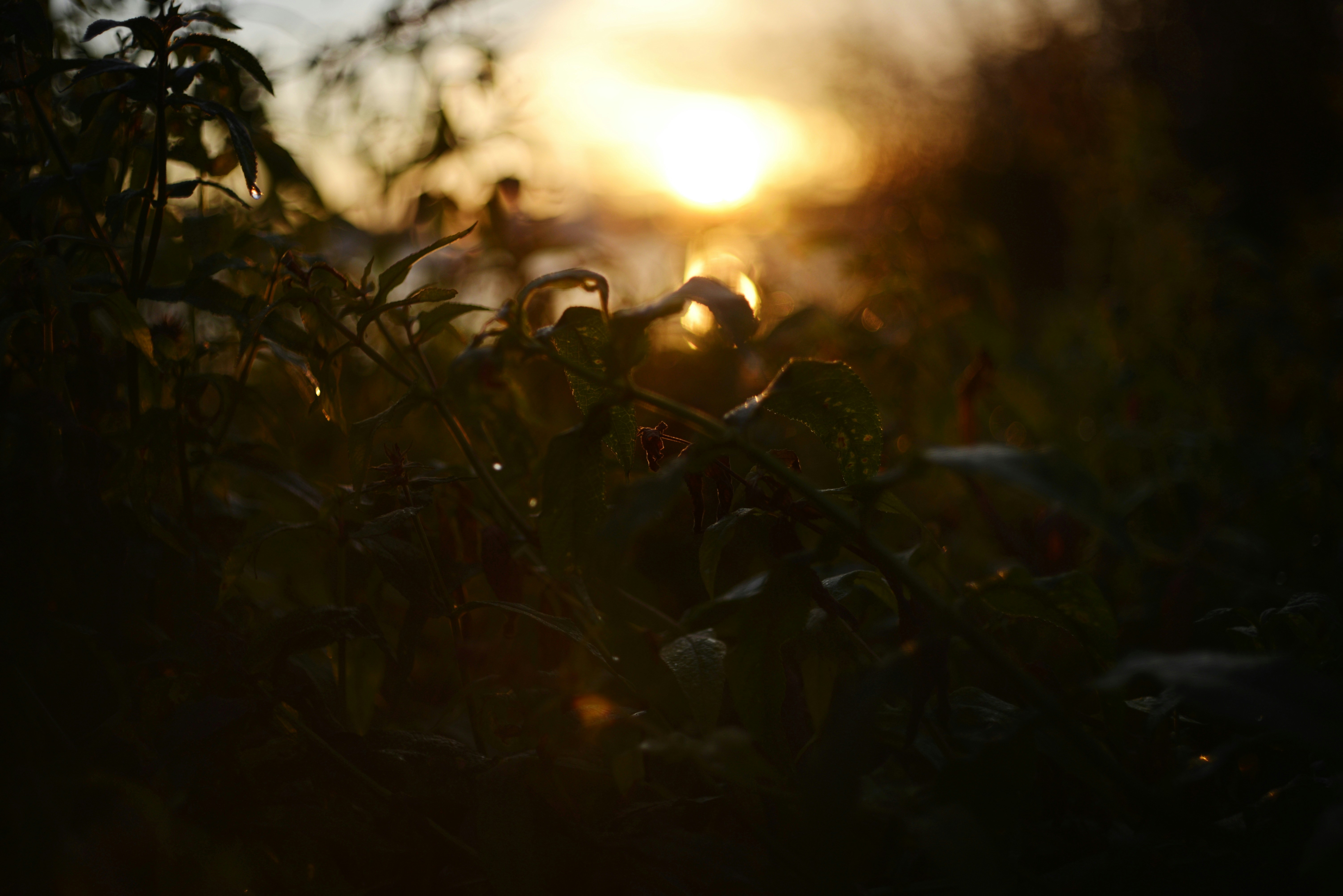 Soft backlit foliage at dawn with a glowing sun peeking through, creating a warm bokeh and shallow depth of field.