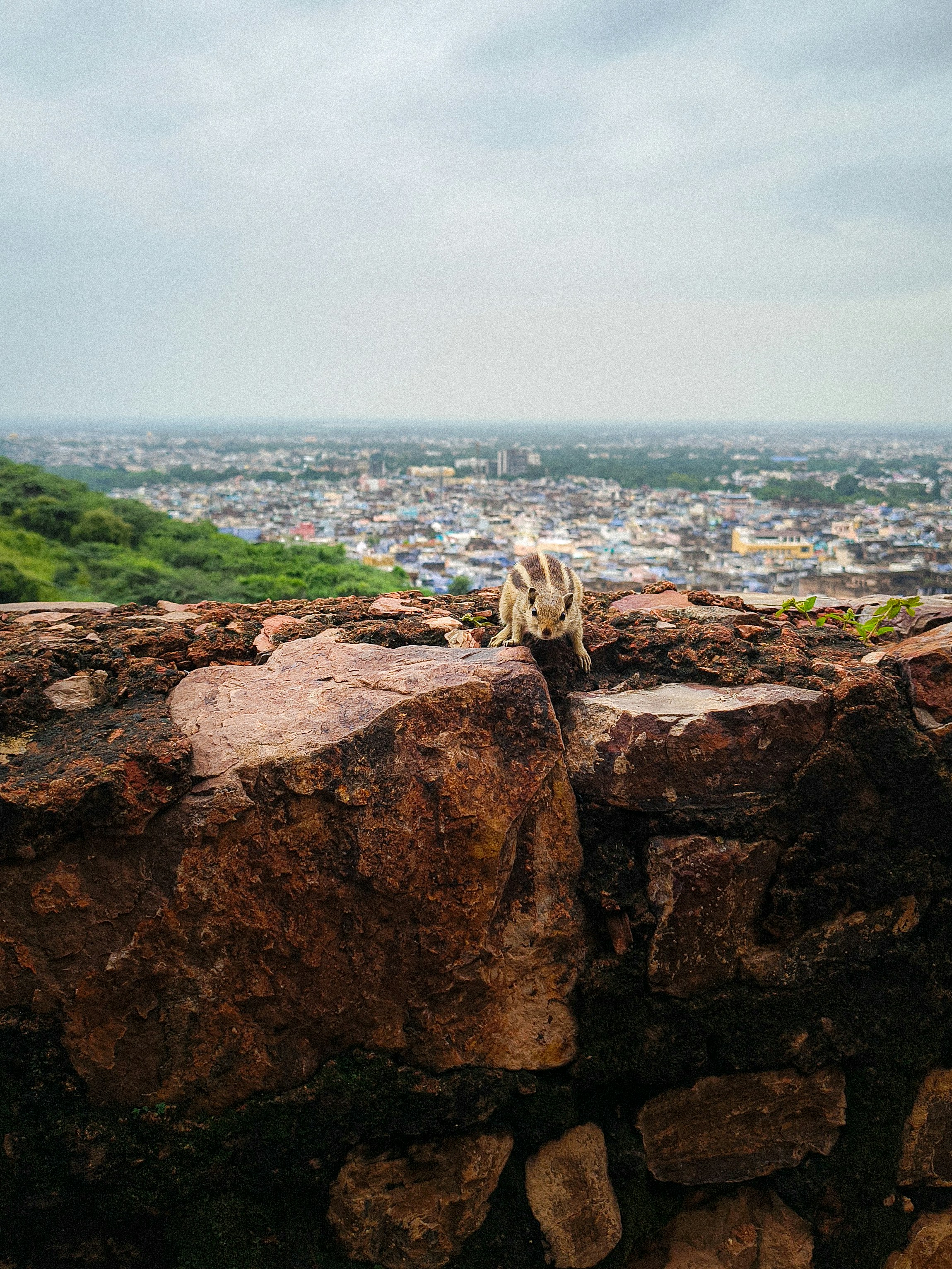 Sentry on the Stone Wall: A Squirrel Overlooking the City
