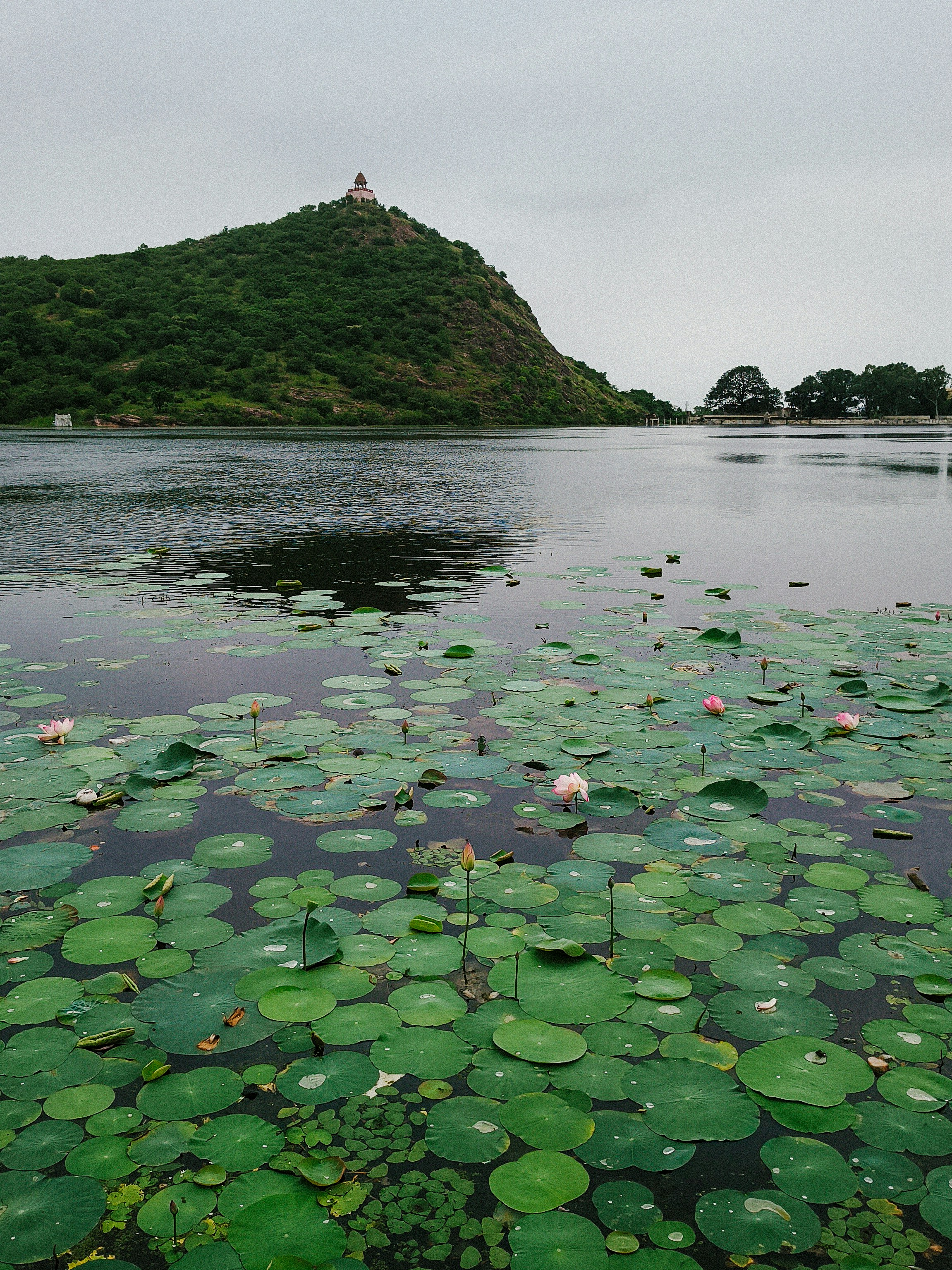 Lily-voided valley: a tranquil lakeside under a green dome