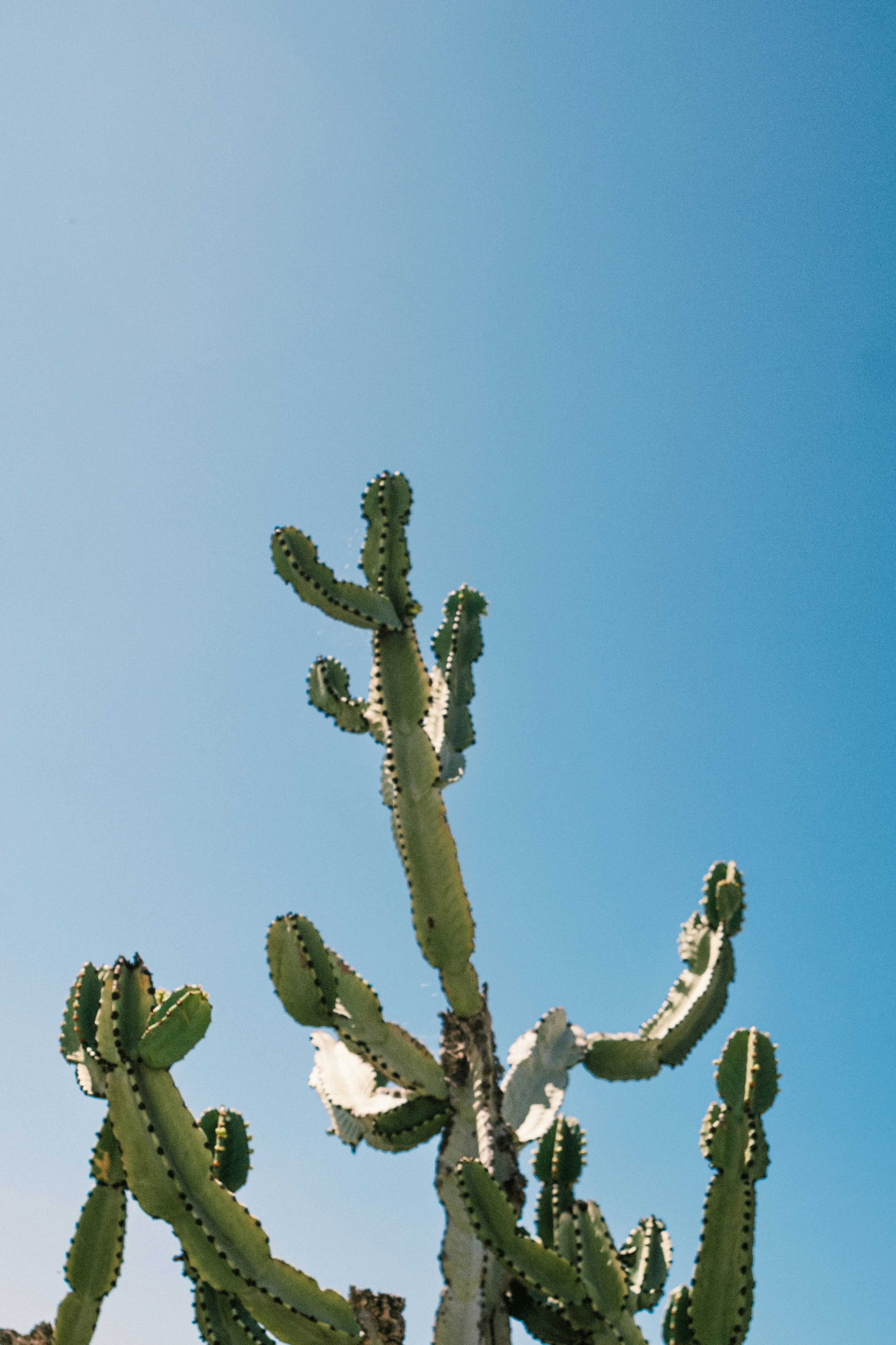 Cactus Sentinel Against a Clear Desert Sky