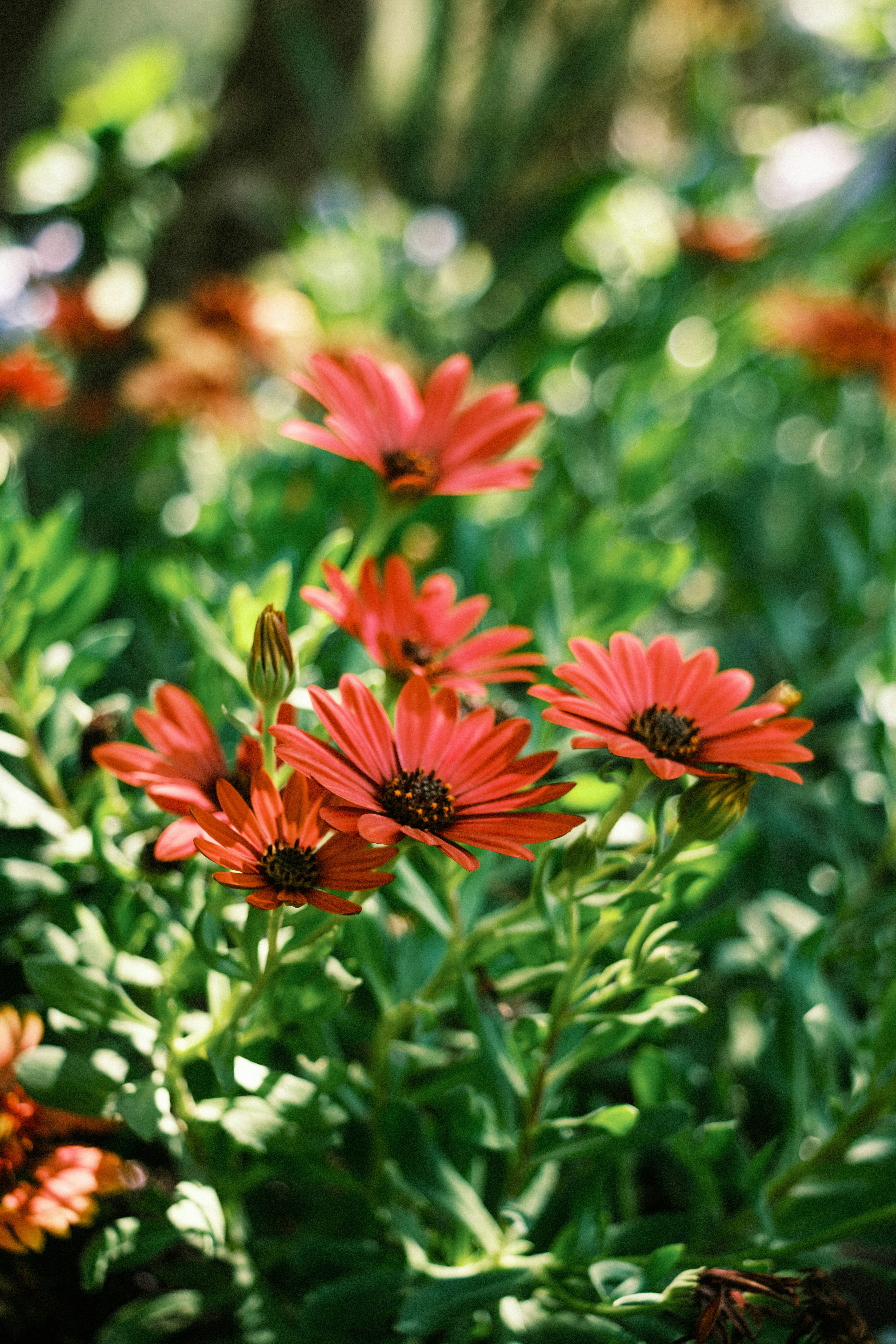 Coral Bouquet: Coral-orange daisies bloom against a sunlit garden