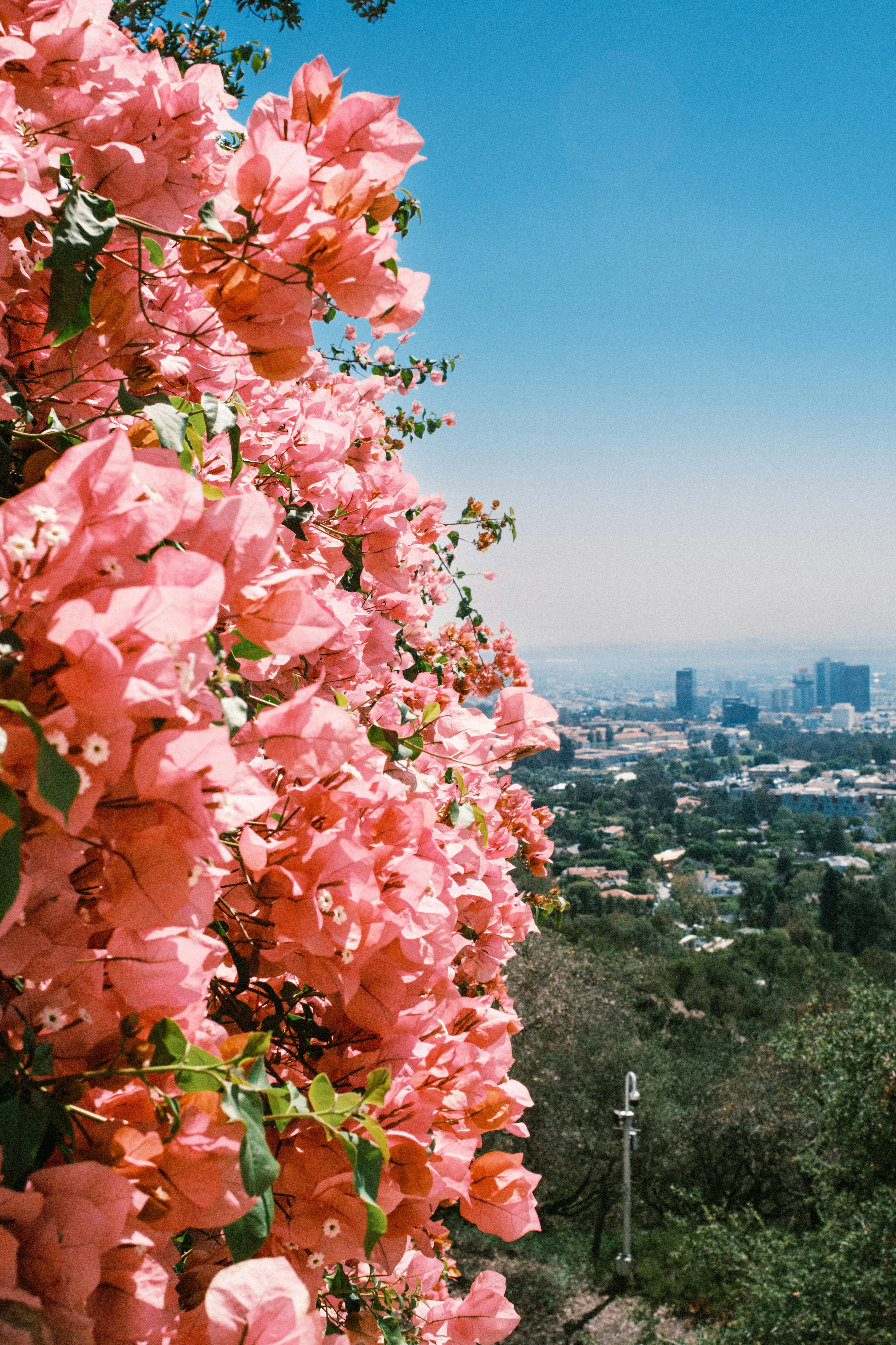 Pink Bougainvillea Cliffs Over a City Horizon