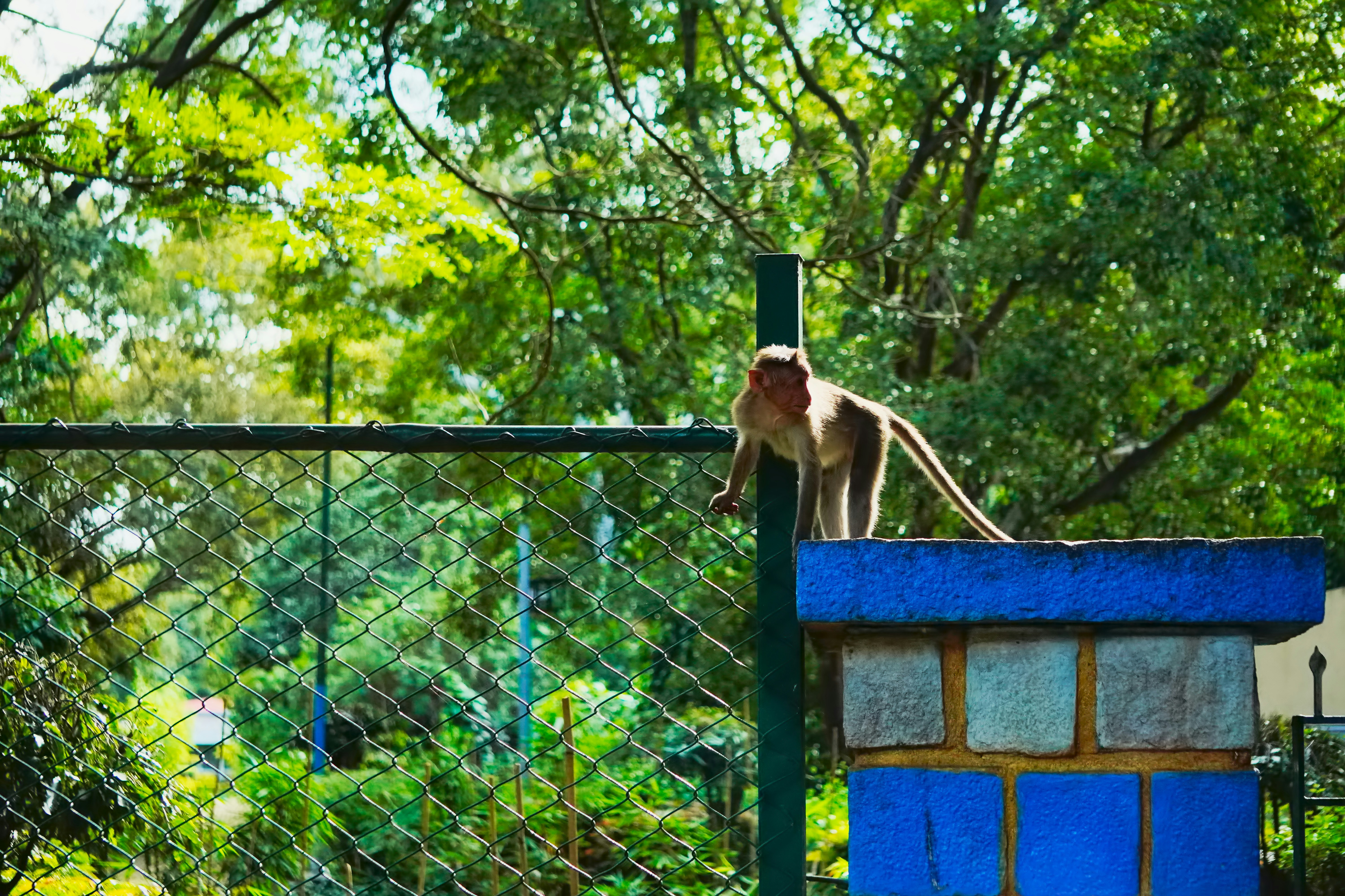 Sly Monkey Overlooking the Park Wall