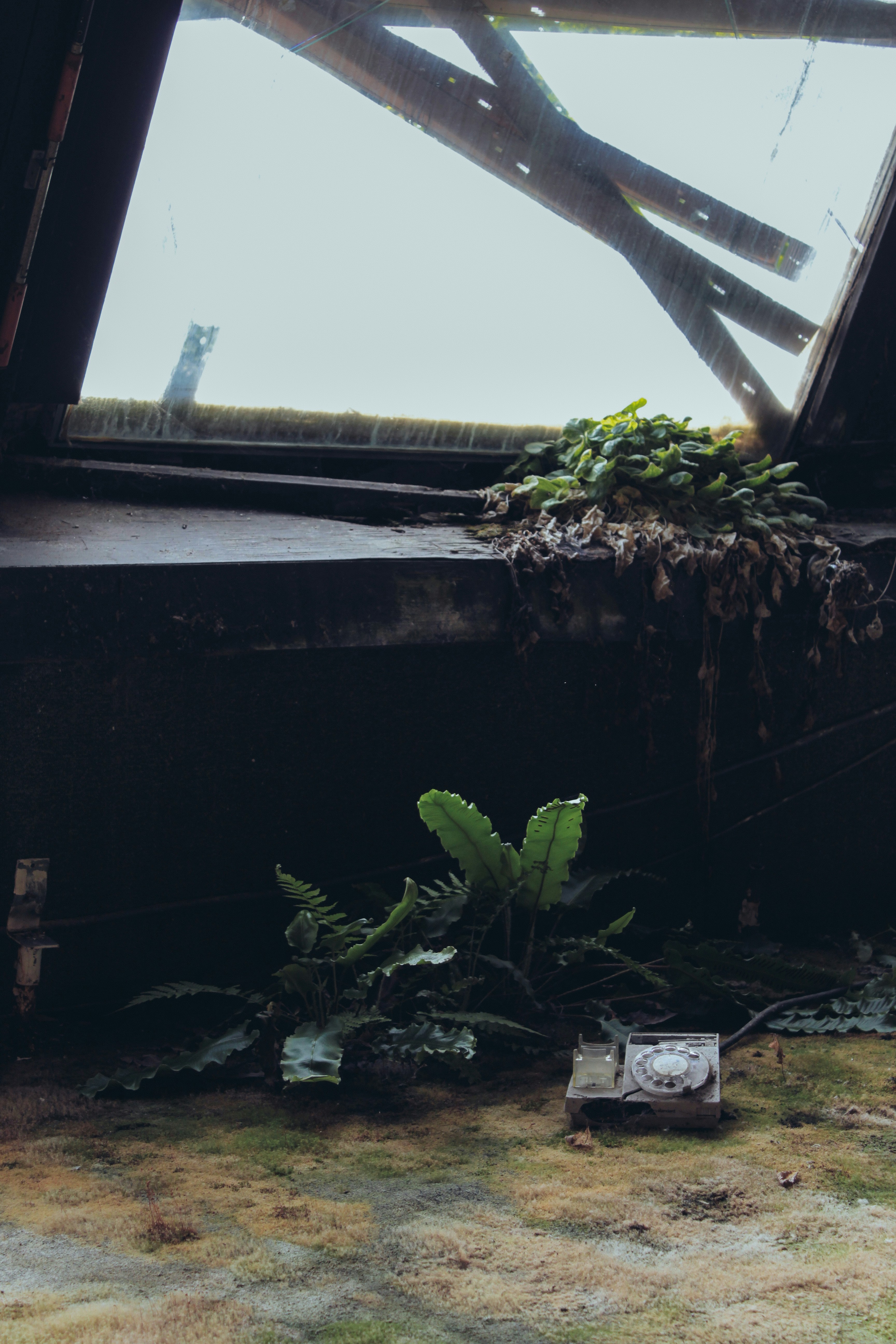 Abandoned Greenhouse Remnant with Weathered Window and Growers