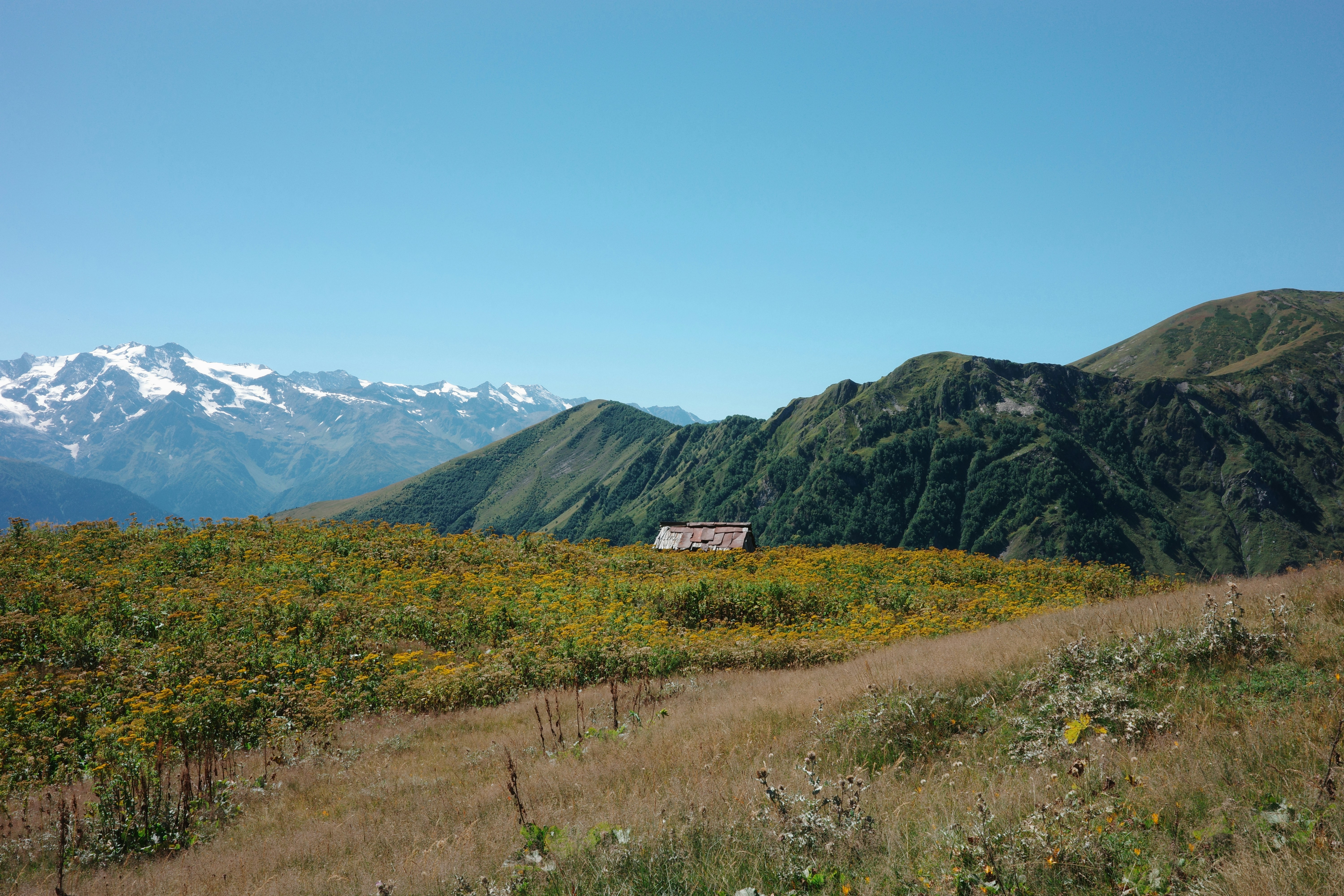 Quiet Alpine Meadow with Barn at the Foot of a Snowcapped Ridge