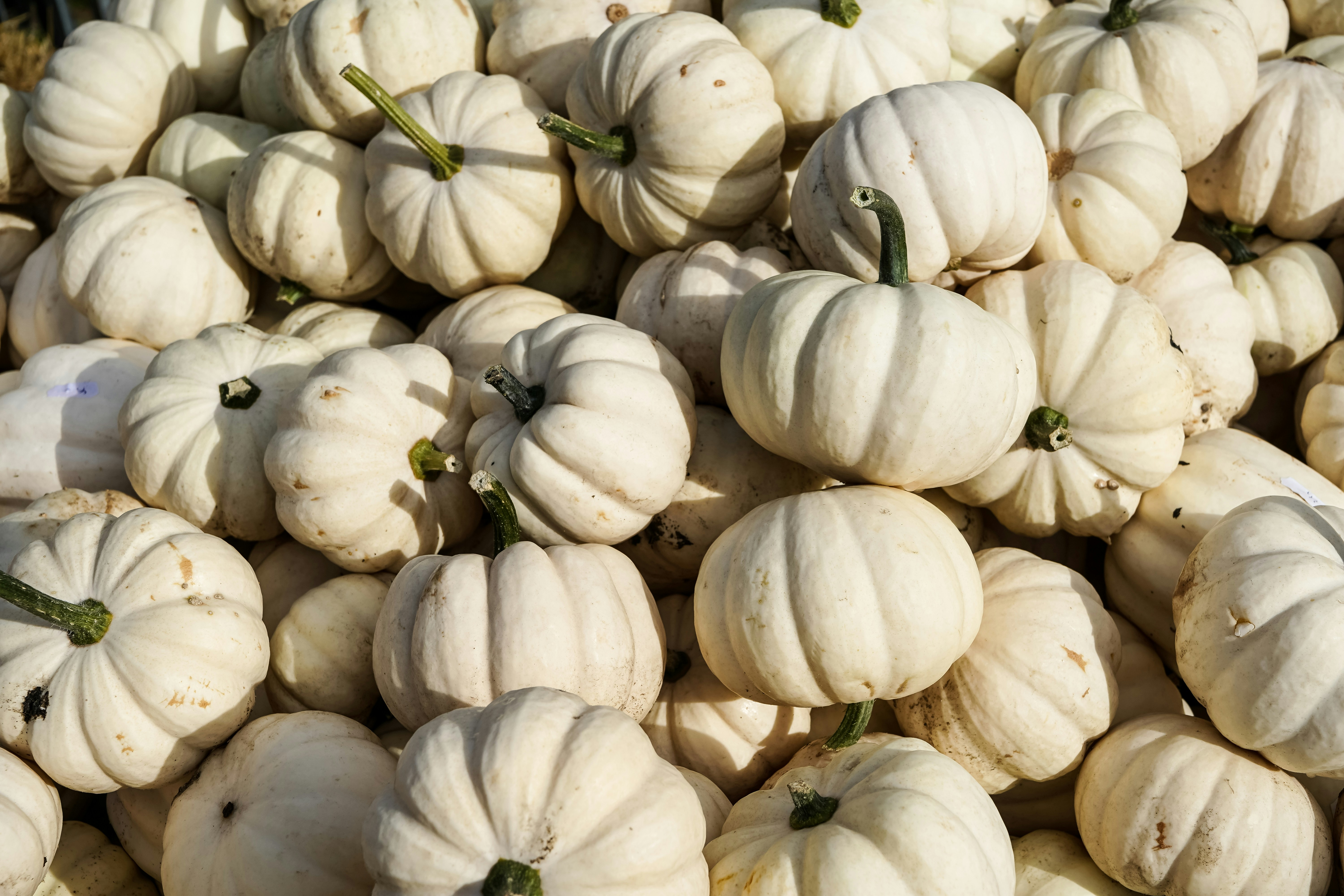Creamy Pumpkin Parade
