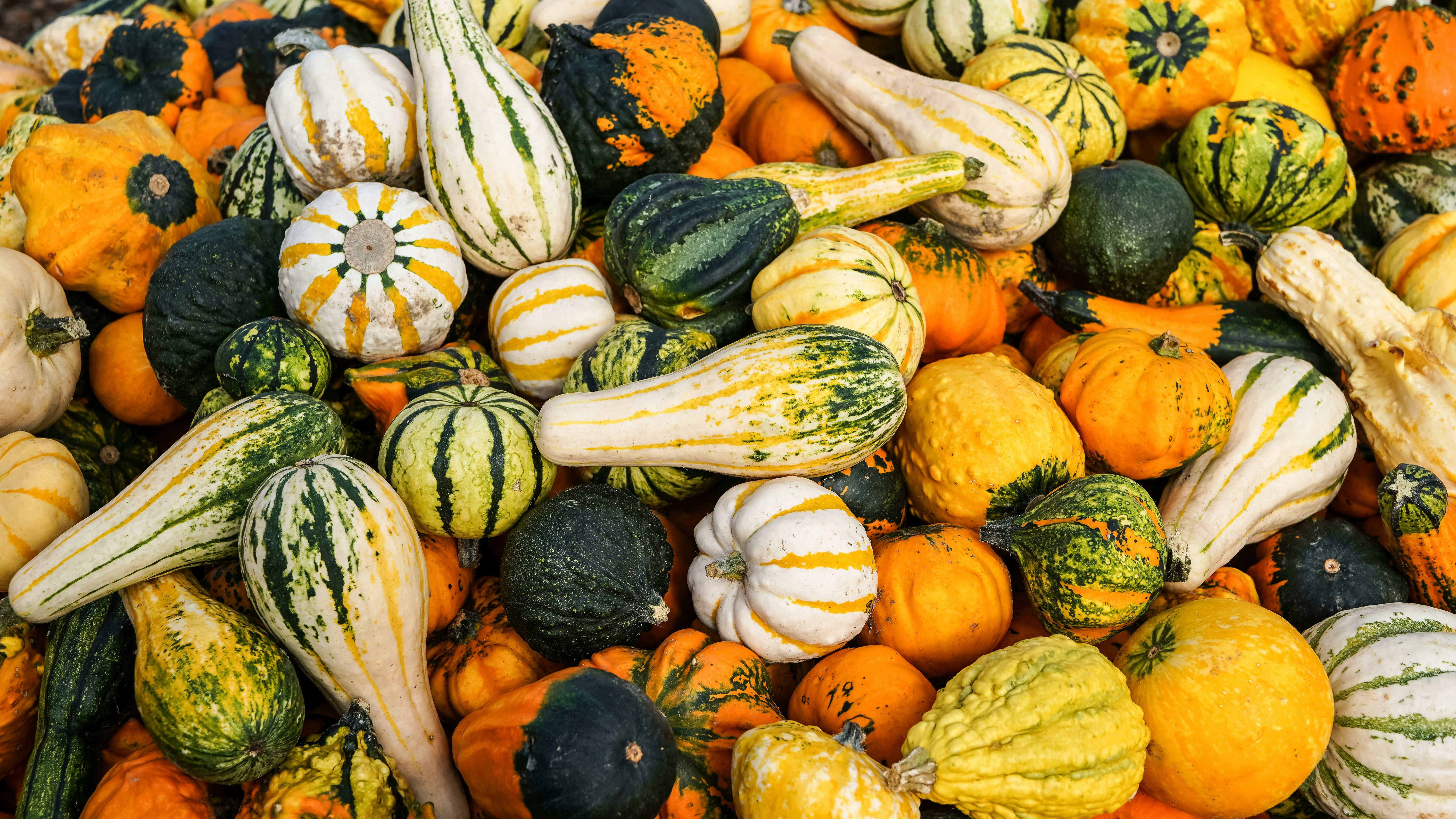 Harvest of Orange and Stripe: A Kaleidoscope of Gourds