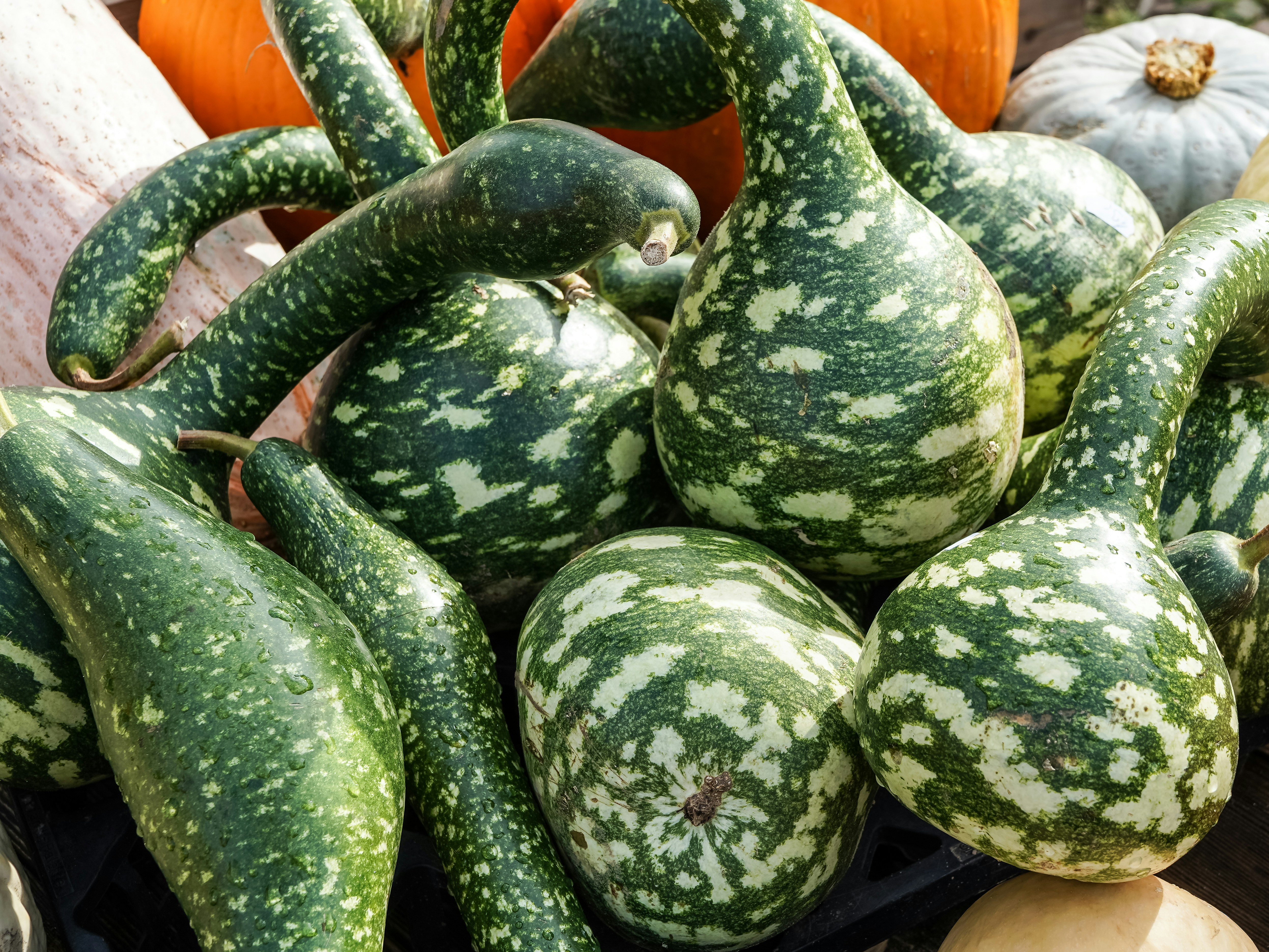 Emerald Harvest: A Plethora of Green-Grey Gourds Overflowing a Market Bin