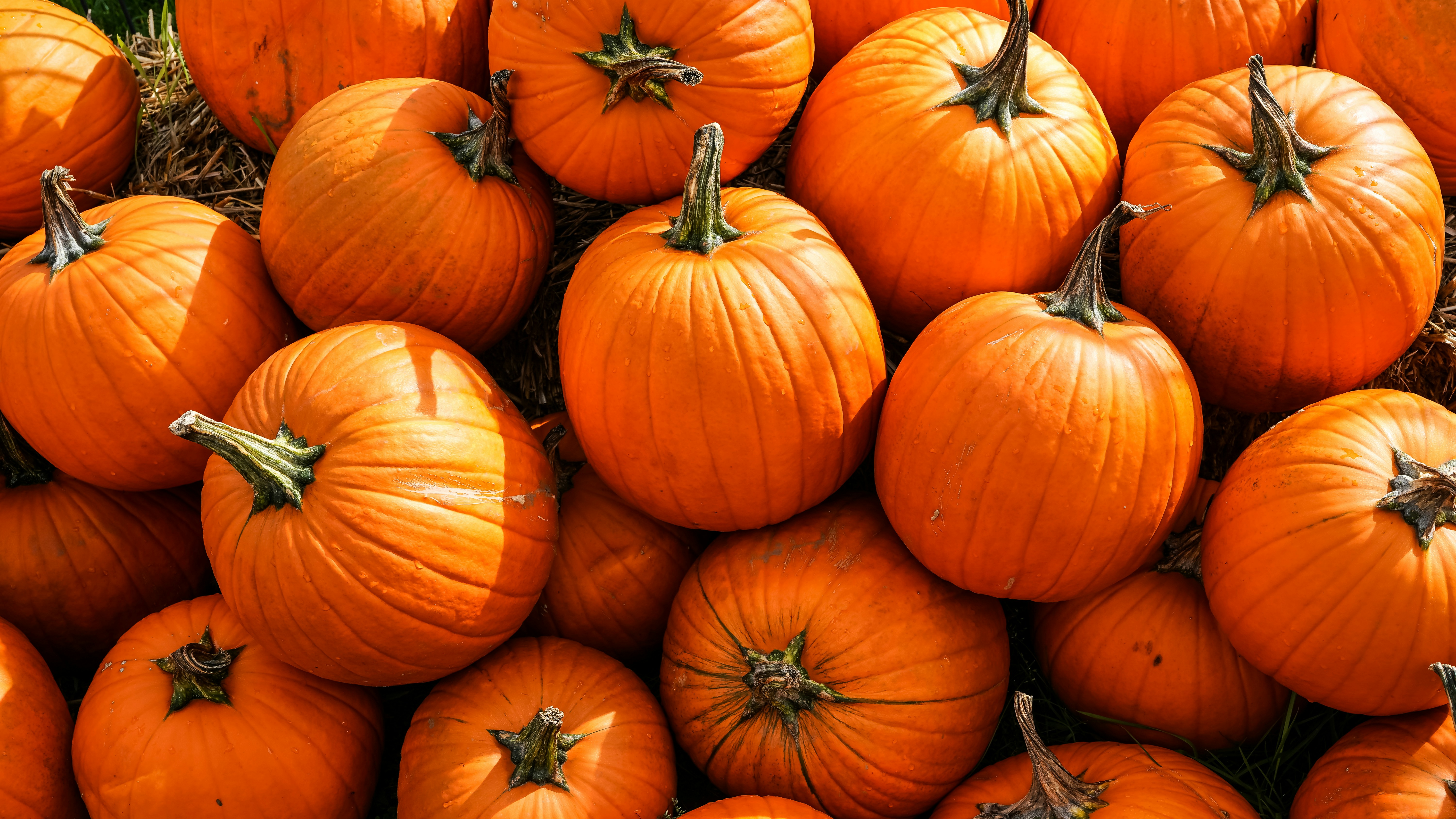 Orange Abundance: A Close-Packed Pumpkin Patch