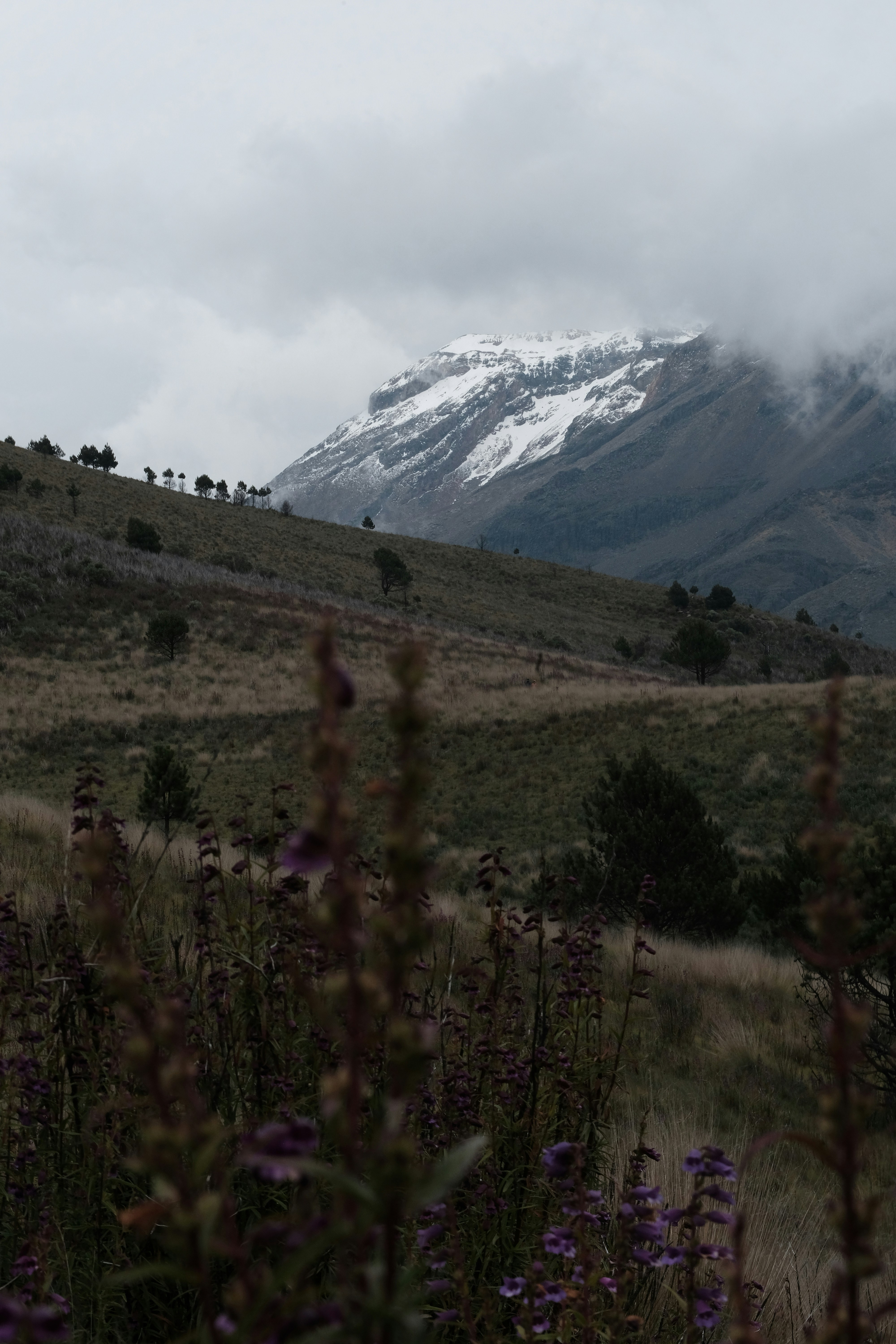 Snow-capped Peak Emerging from Low Clouds Beyond Prairie Frame