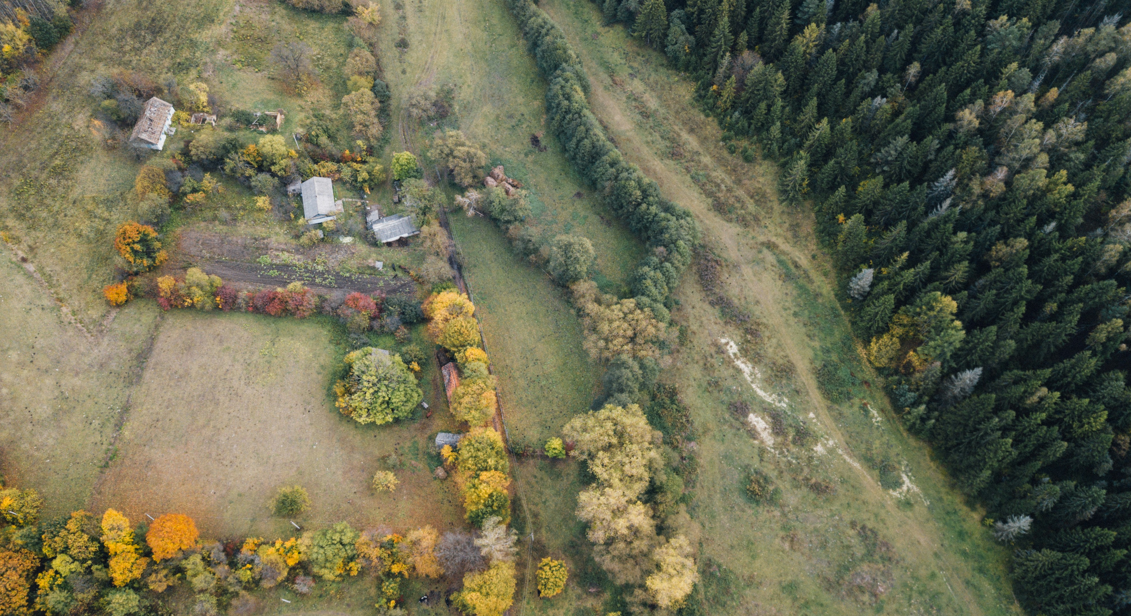 Autumn Orchard and Forest Edge from Above