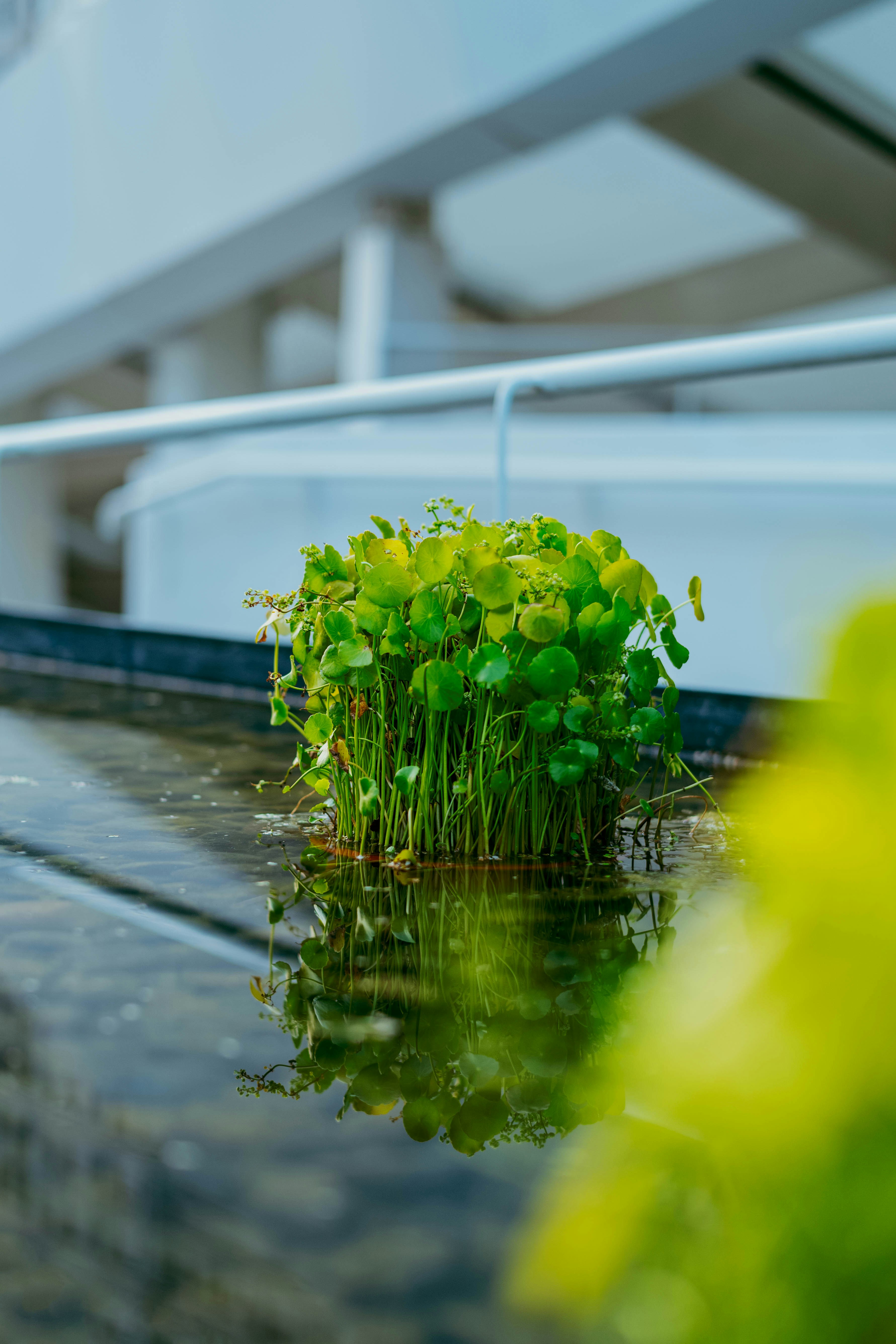 Compact greenery rises from a reflective water feature, framed by modern architectural lines and a soft bokeh background.