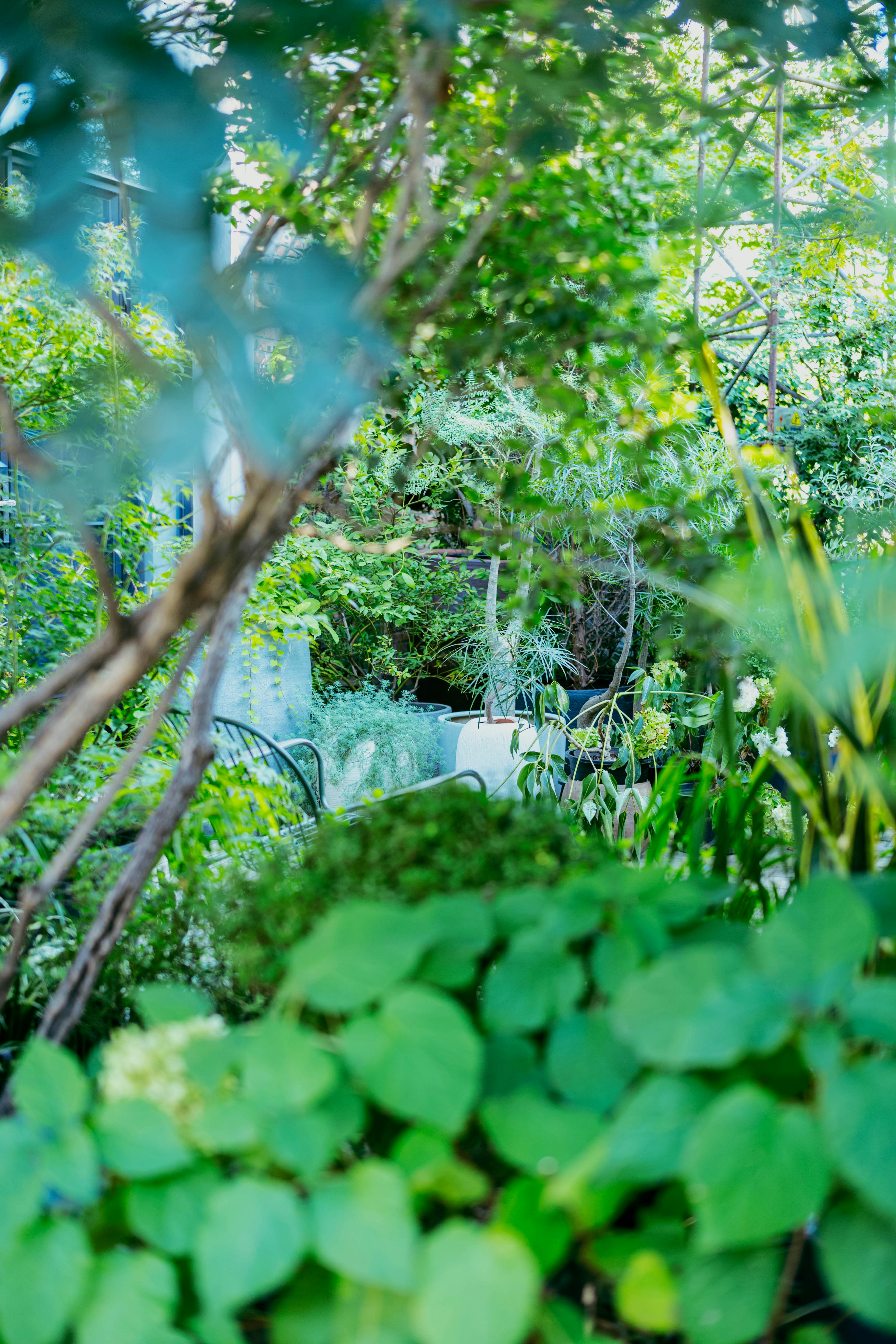 Lush garden scene with dense foliage and a hint of metal chairs and a table in the background, creating a secluded seating area. The composition emphasizes verdant leaves and natural light in a tranquil outdoor space.