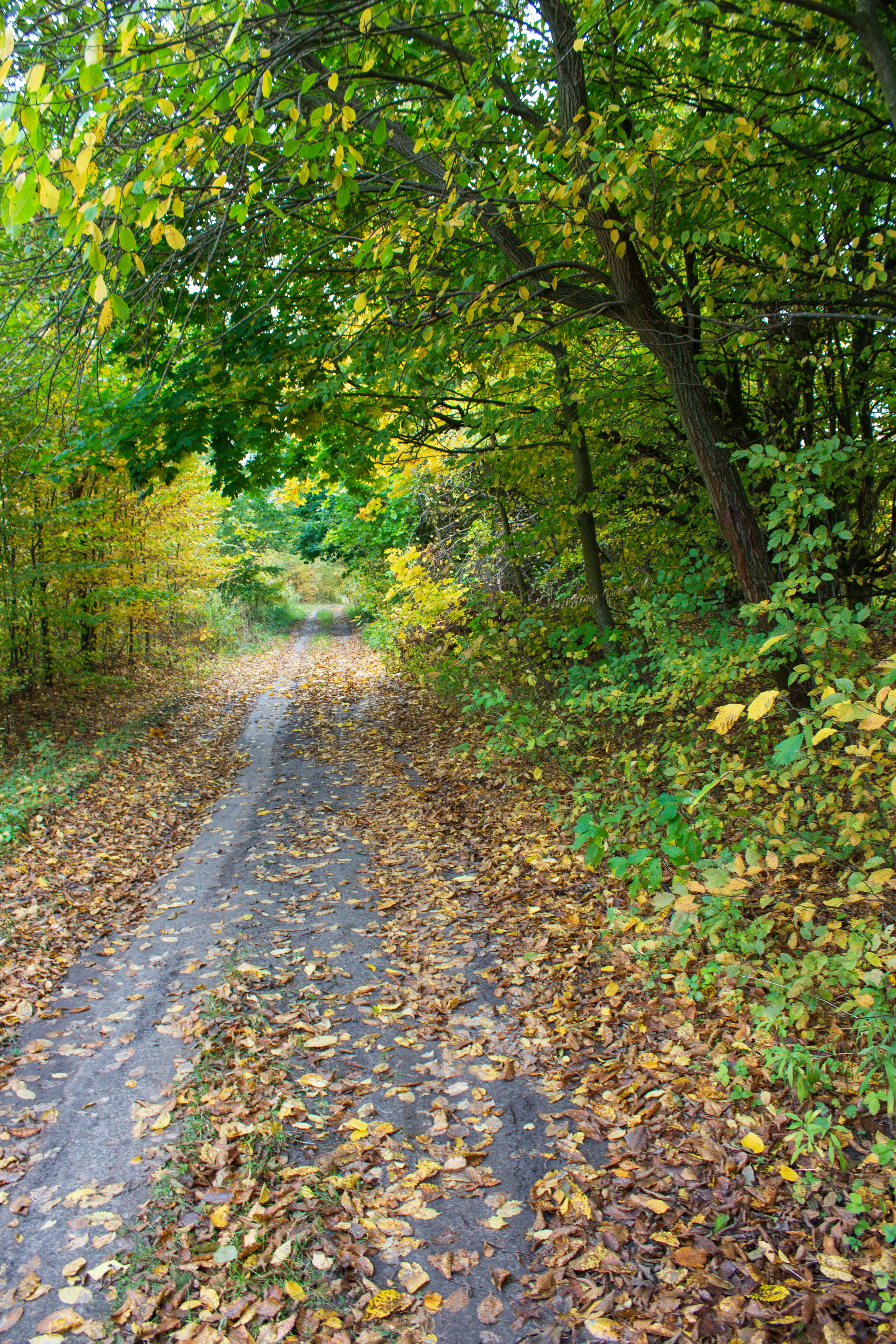Autumn Path Through a Golden Corridor