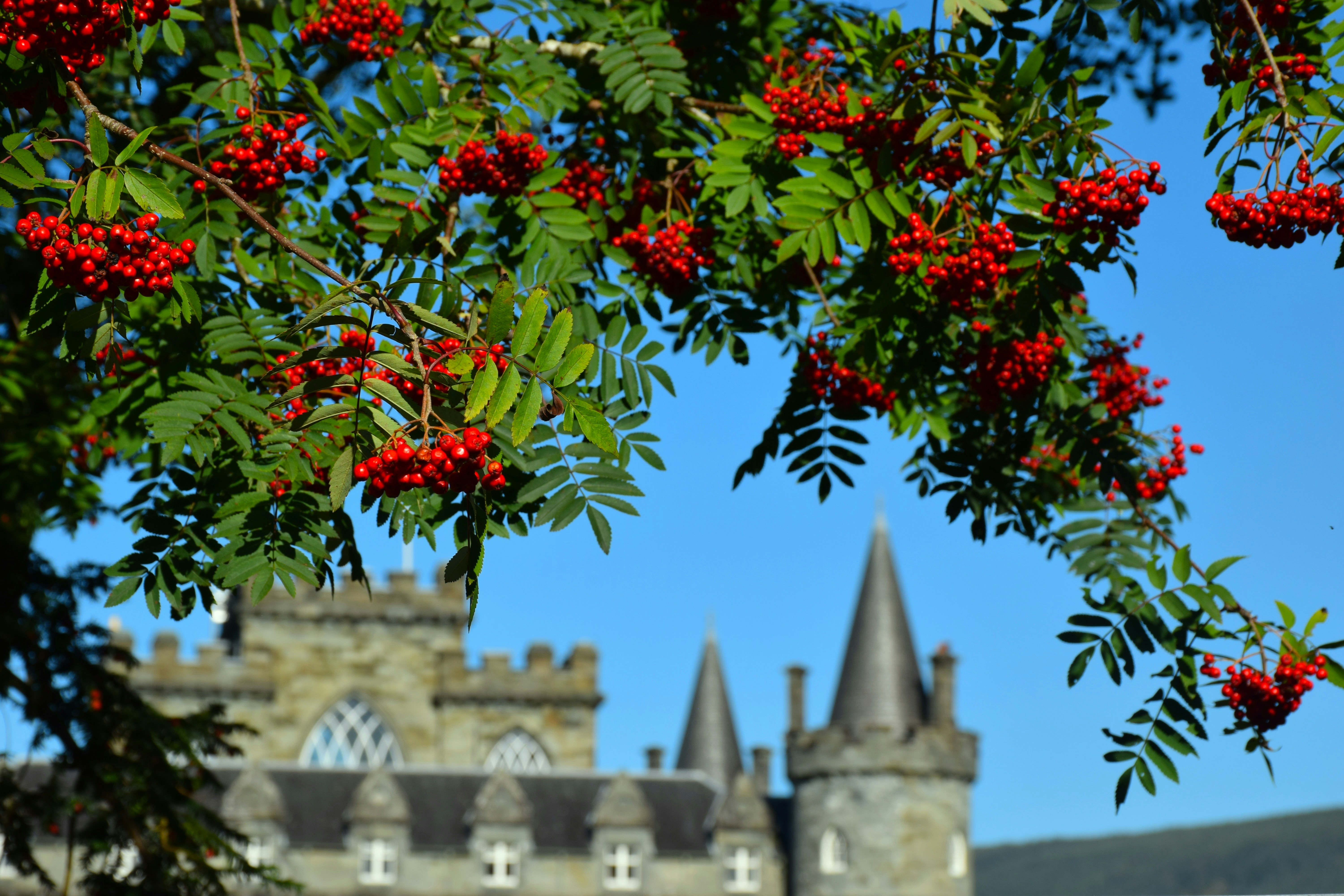 Red Berries Framing a Gothic Keep