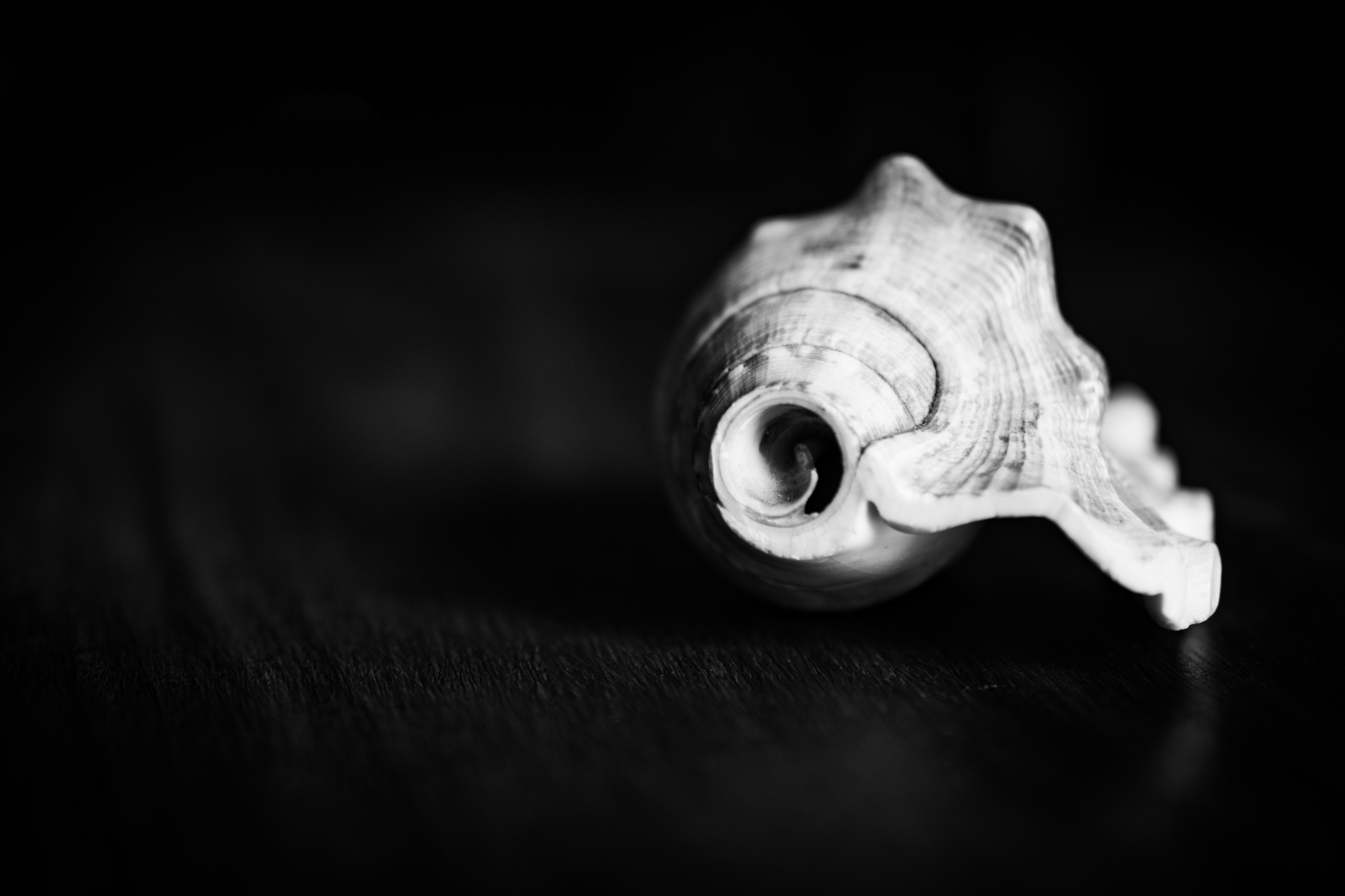 Spiral Echo: a close-up of a seashell's quiet elegance