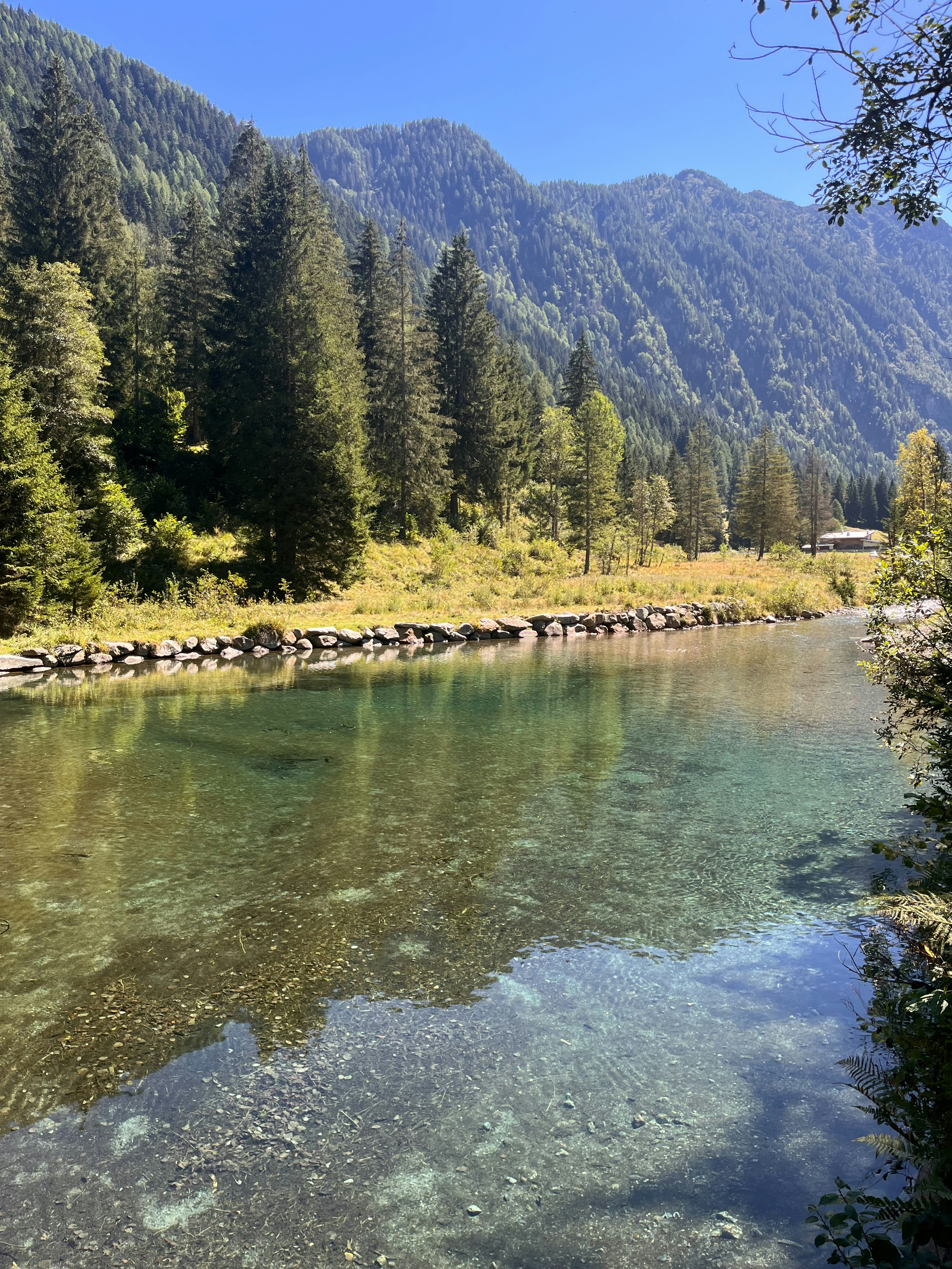Clear river runs past a pine-lined bank with mountains in the background; a calm, sunlit alpine scene.