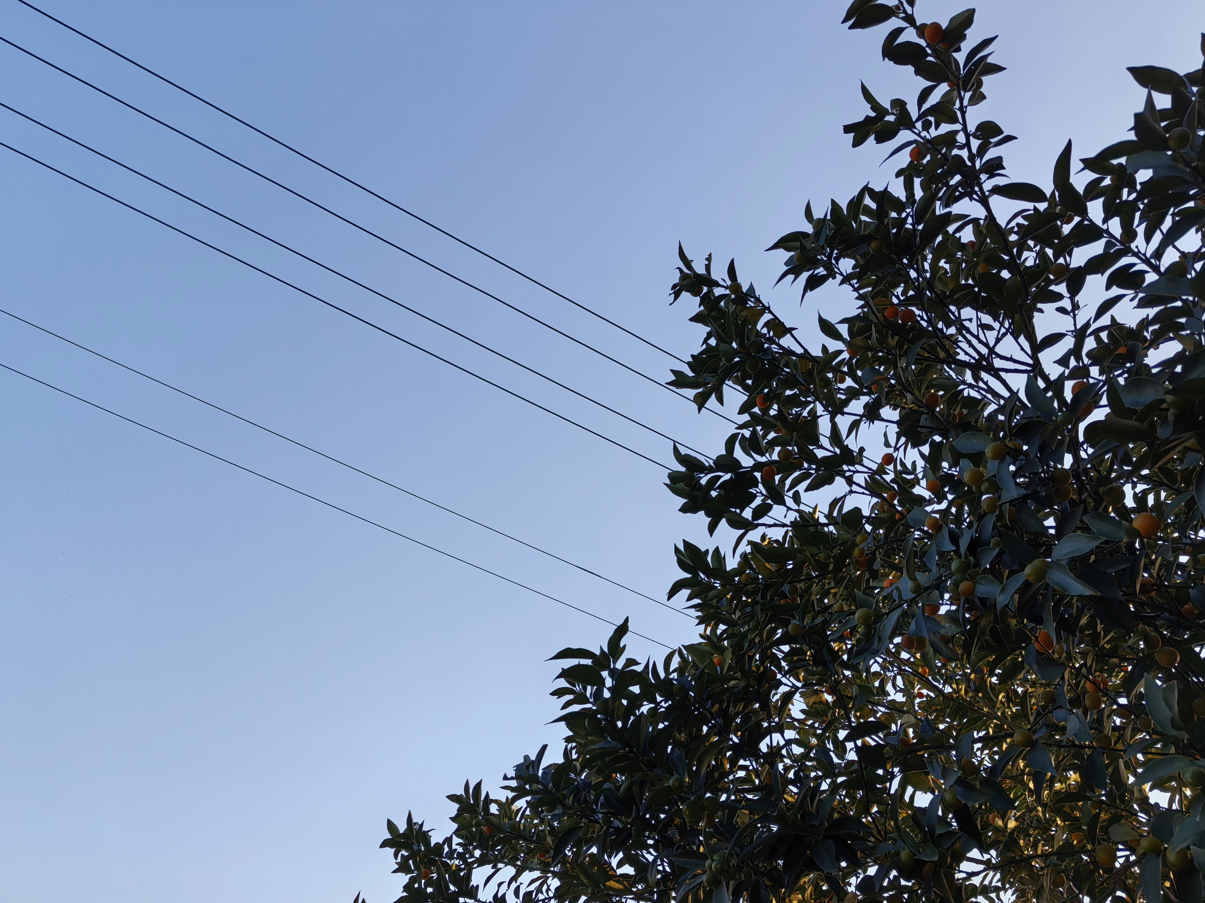 A fruit tree with small orange fruits against a clear blue sky with power lines