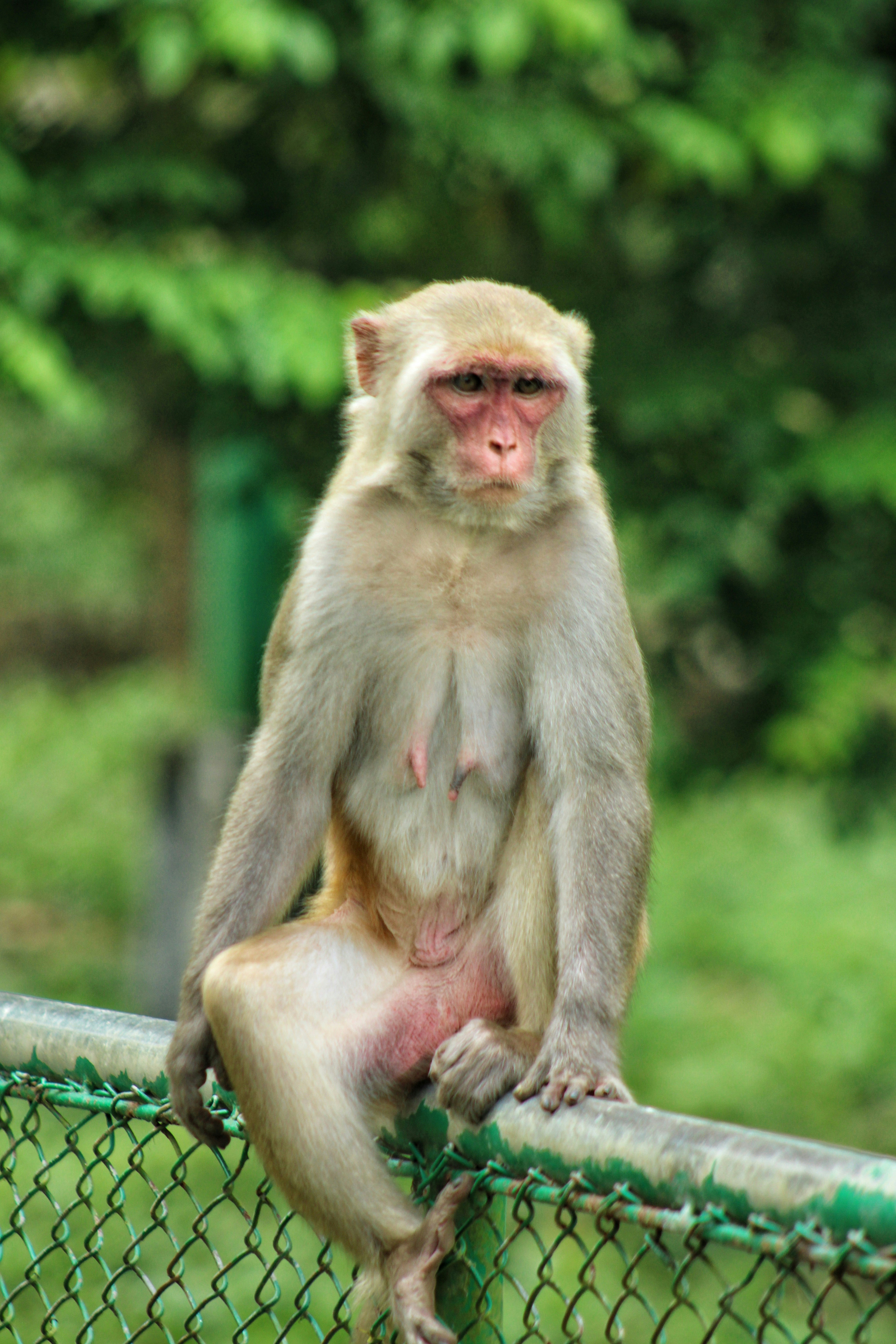 Primate on a Fence: Quiet Moment in a Green Preserve