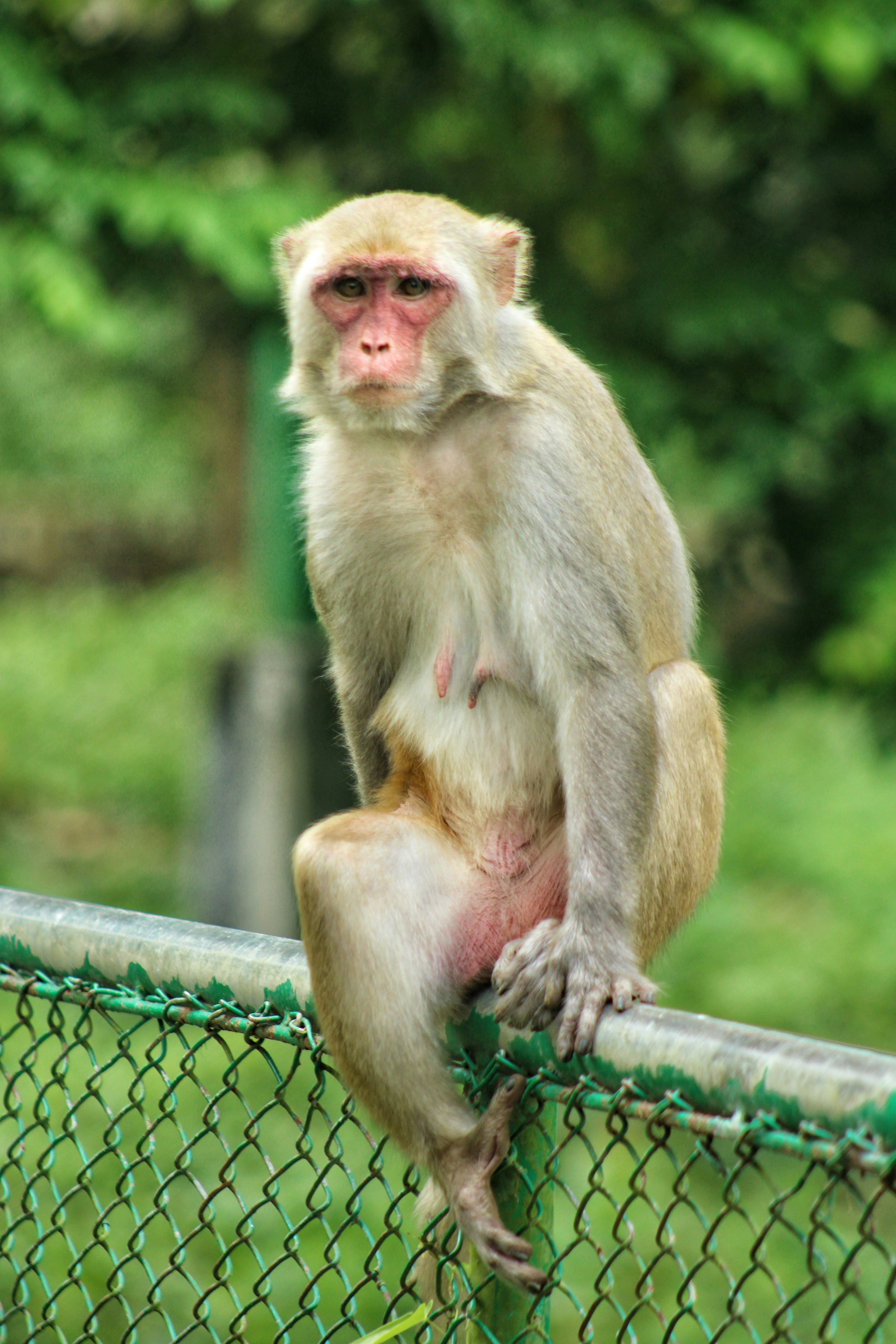 Primate Perch: A Curious Monkey On a Green Fence