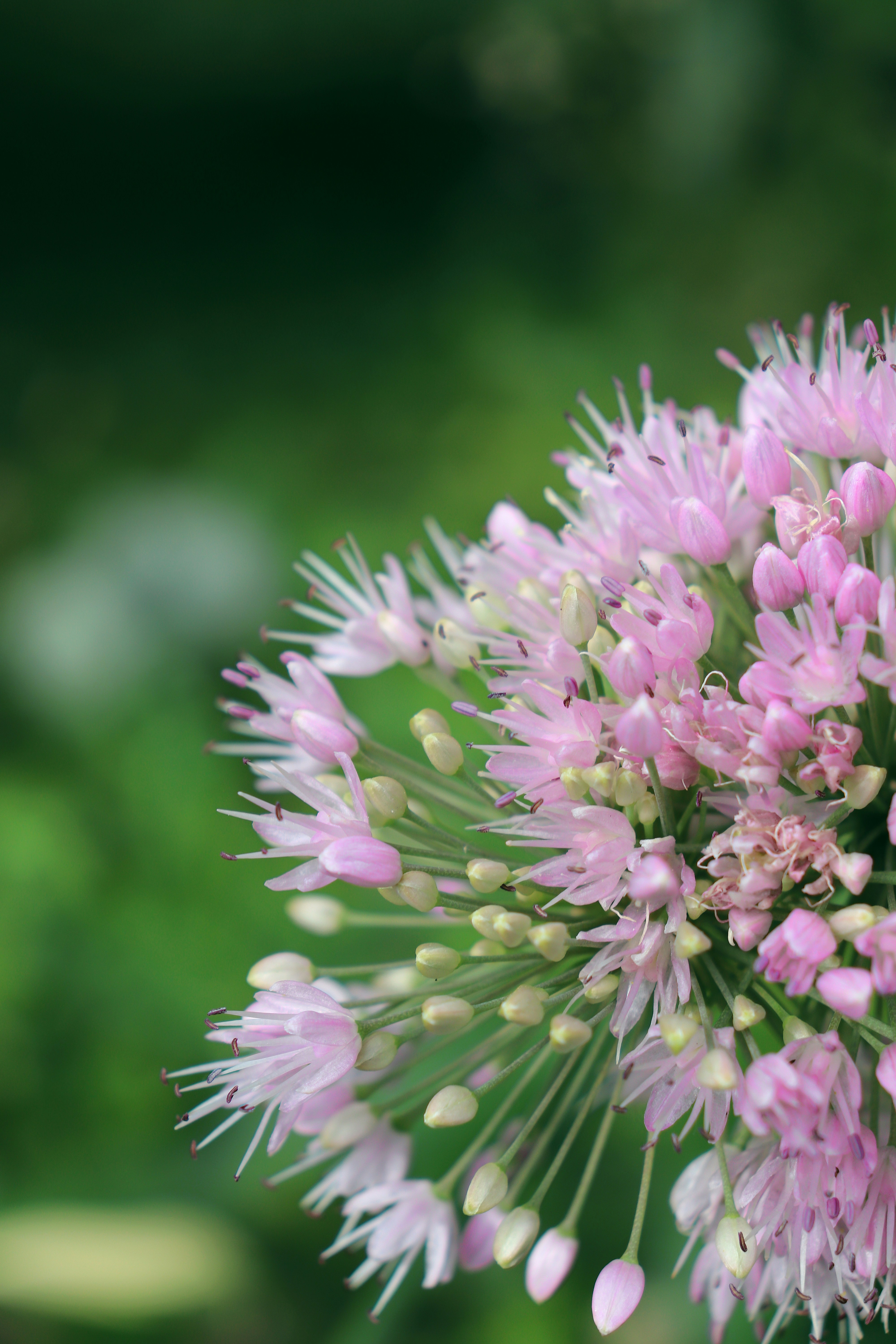 Soft-pink Allium Burst Framing a Lush Green Backdrop