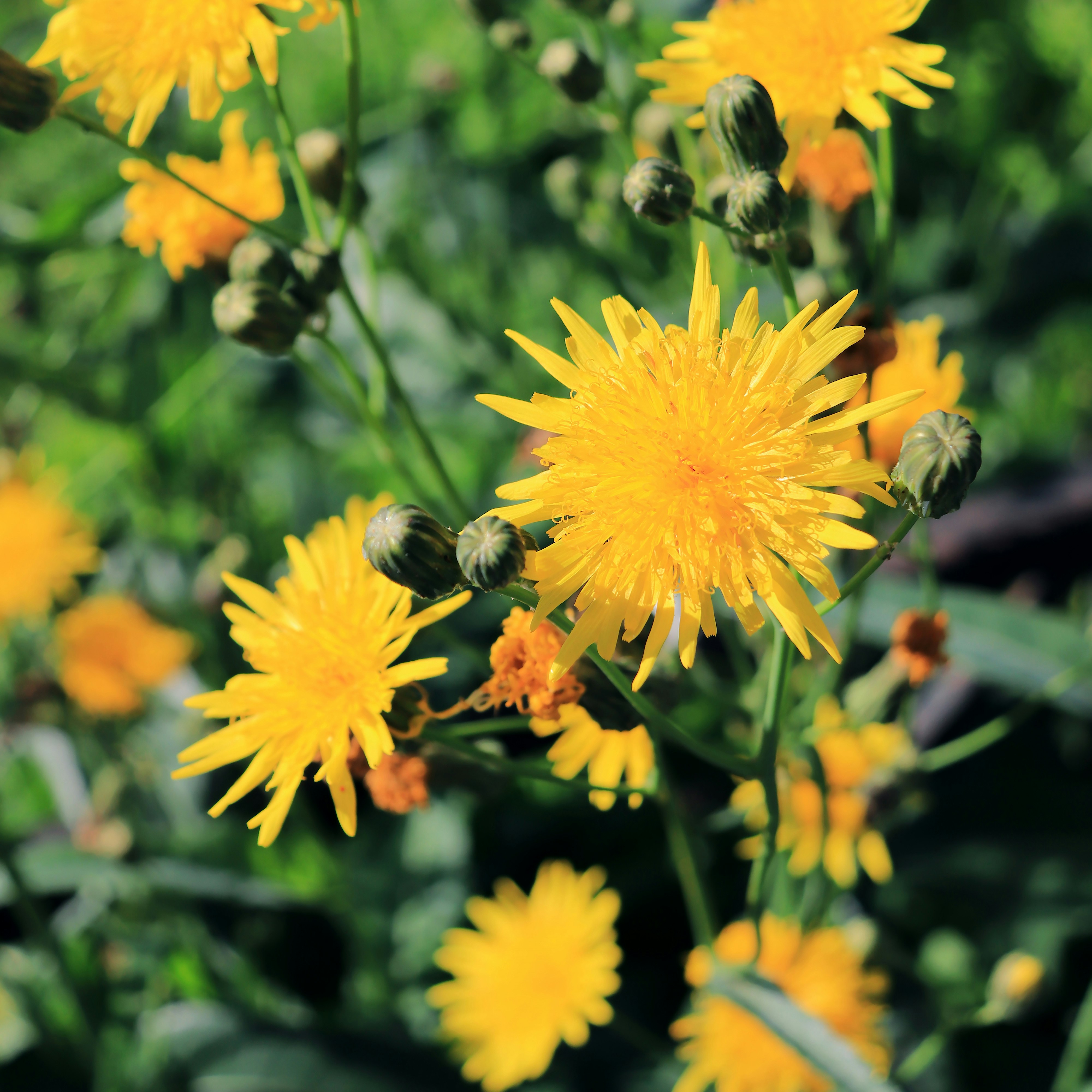 Golden Burst: A Field of Dandelion-like Blooms Reaching for the Sun