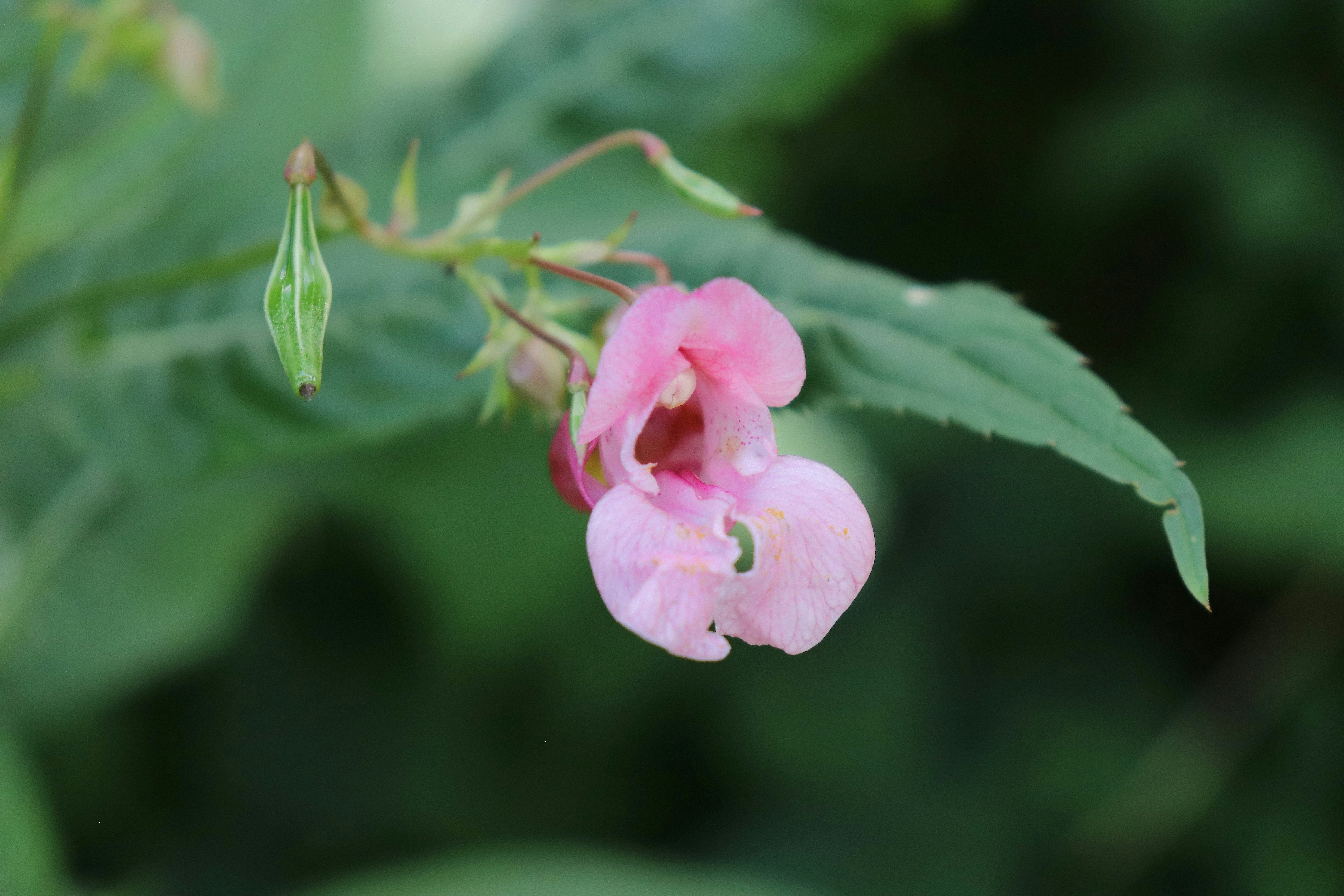 Soft Pink Bloom on a Quiet Green Ledge