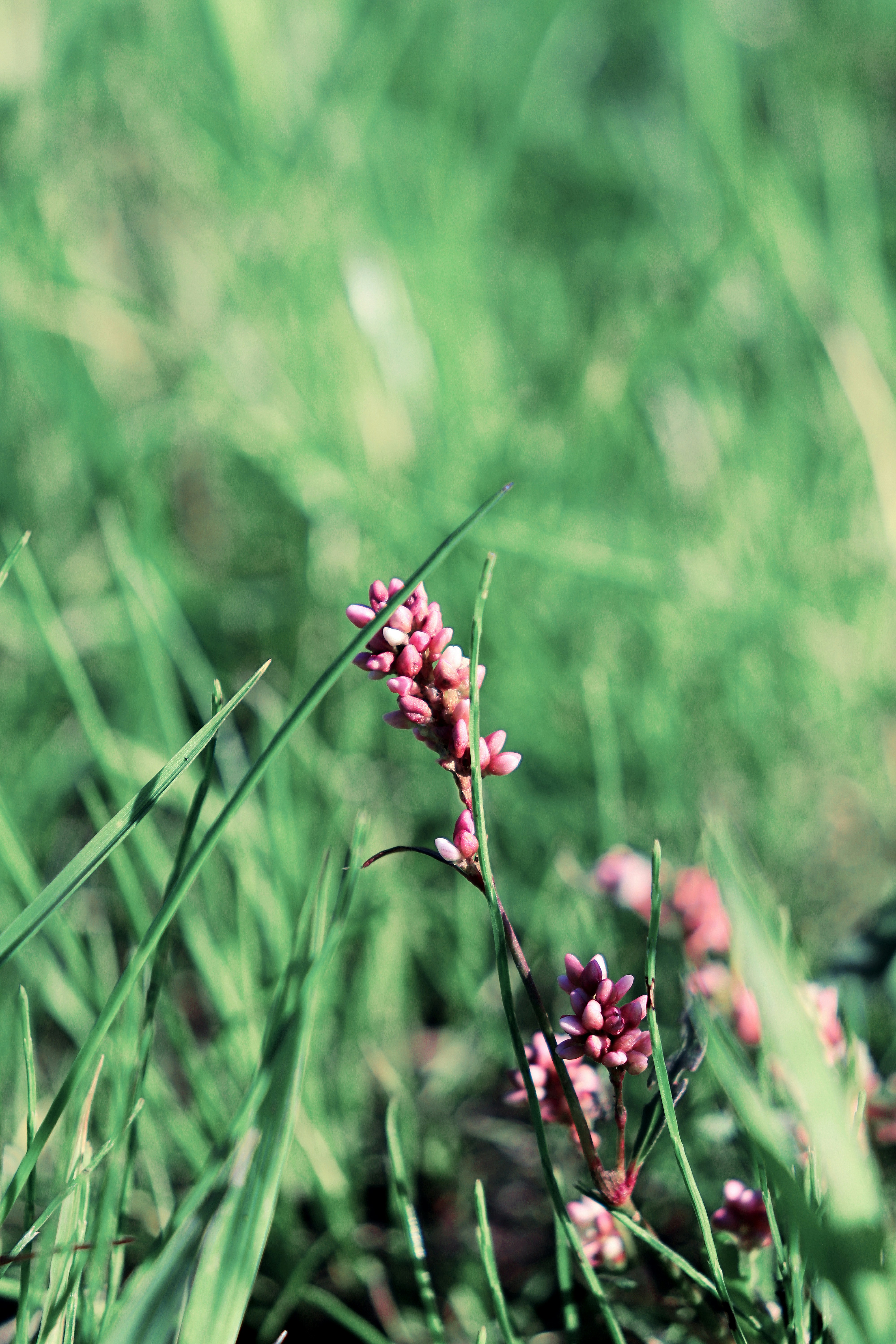 Pink Corners: Wildflowers Reaching Through Grass