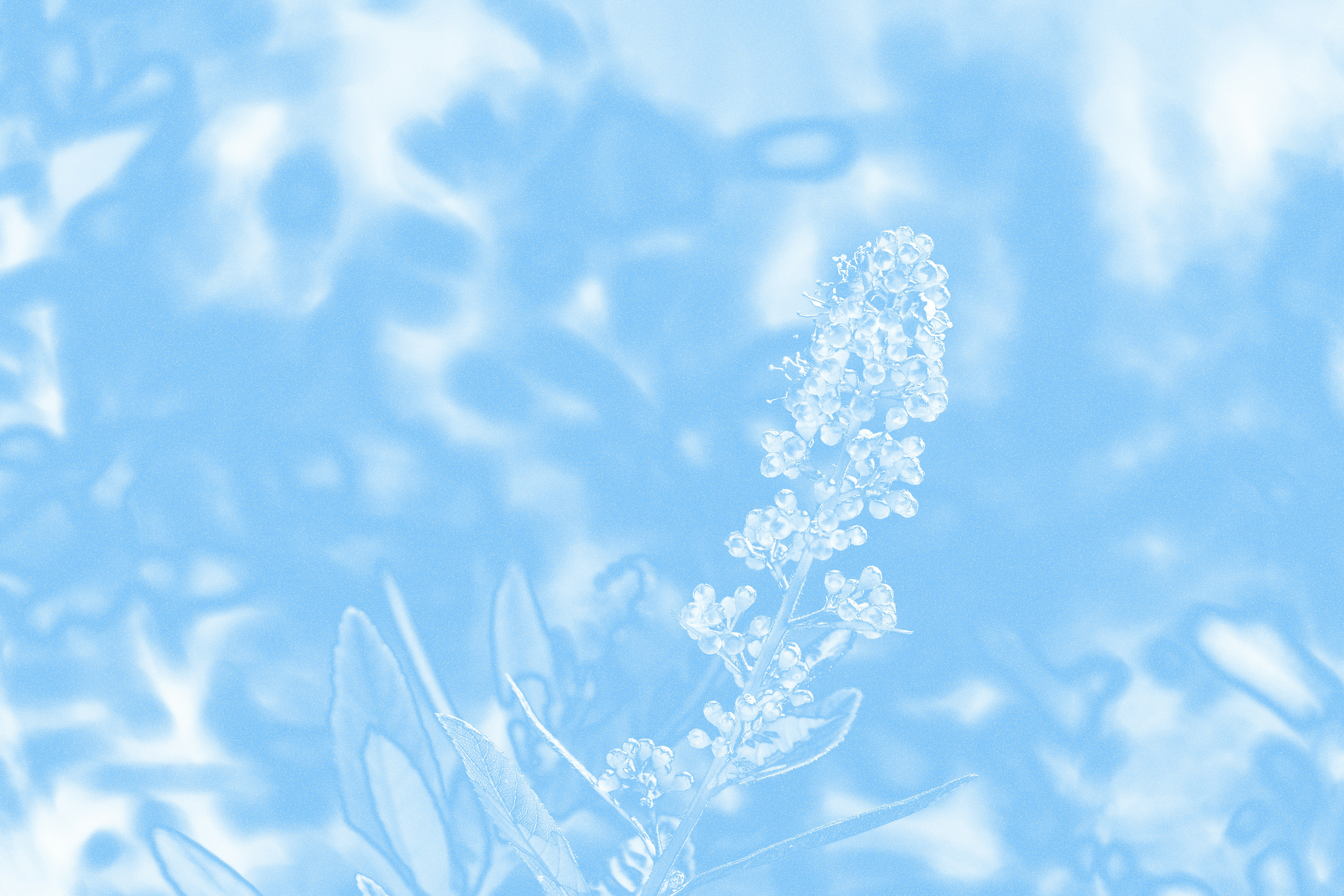 Blue-Soft Bloom: A single flower in cool daylight
