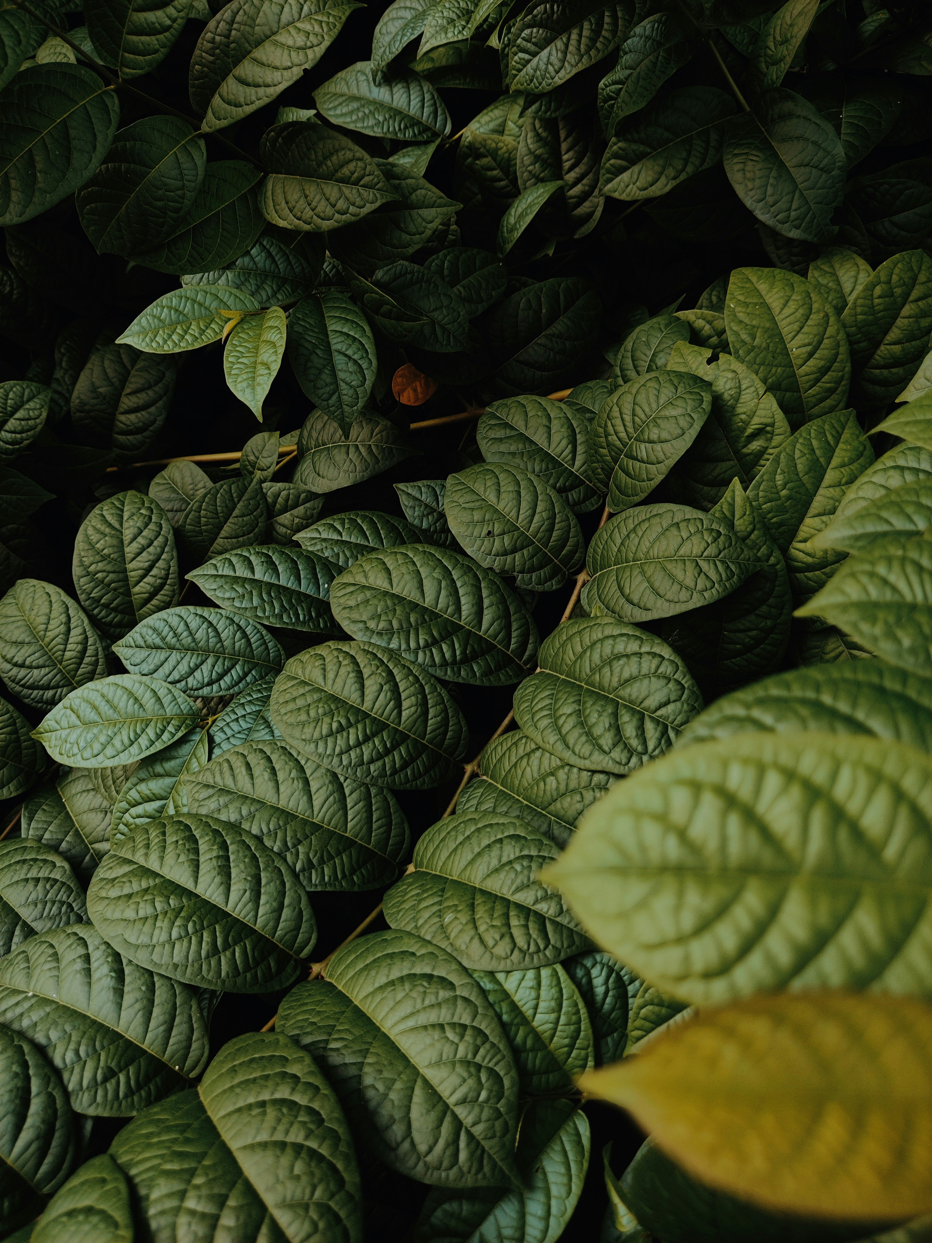 Emerald River: Close-Quarters Ocean of Leaves