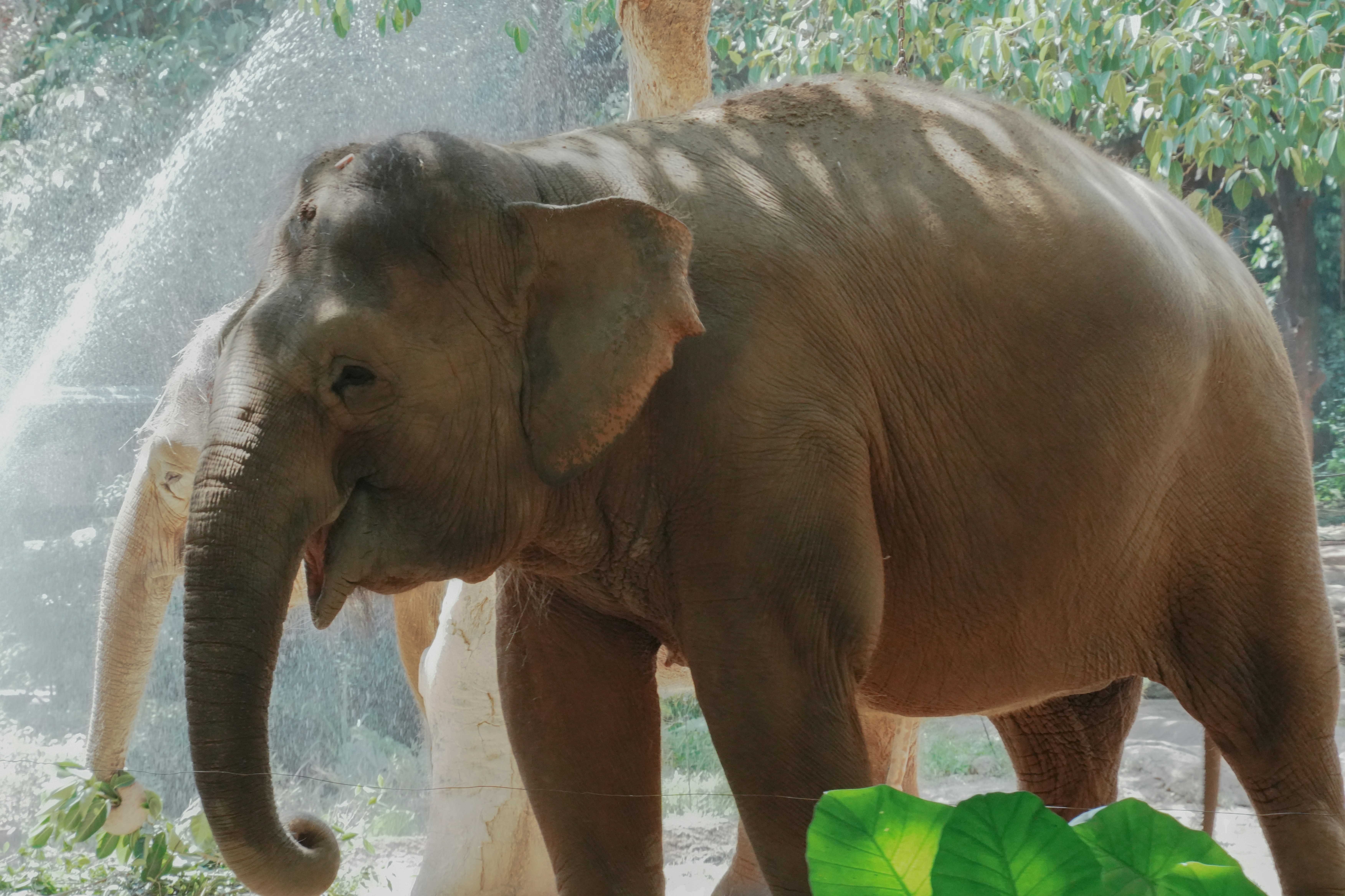 Elephant in a sunlit enclosure, trunks swaying among leafy greens