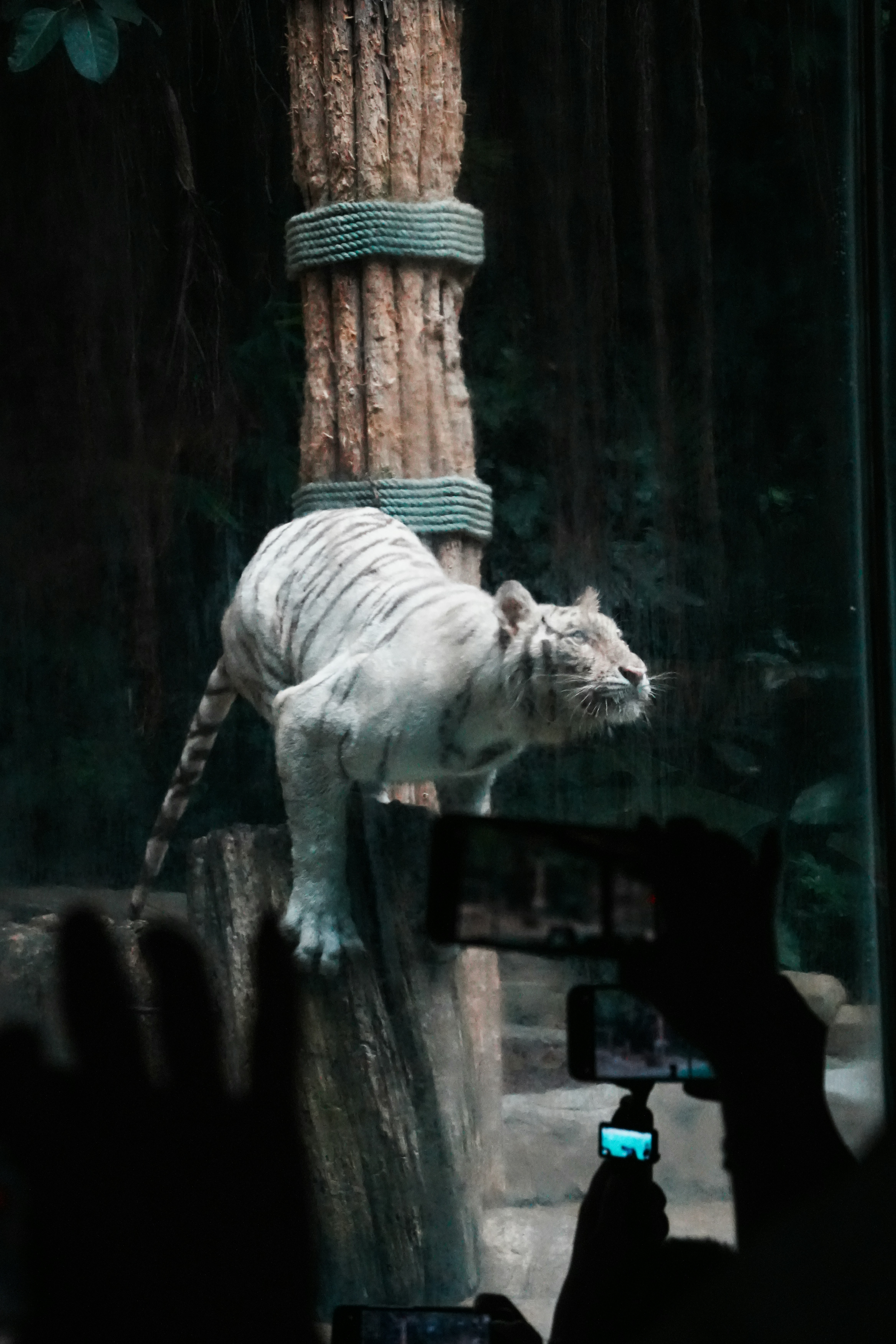White Tiger on a Rope-Wrapped Tree: A Glimpse Through Glass