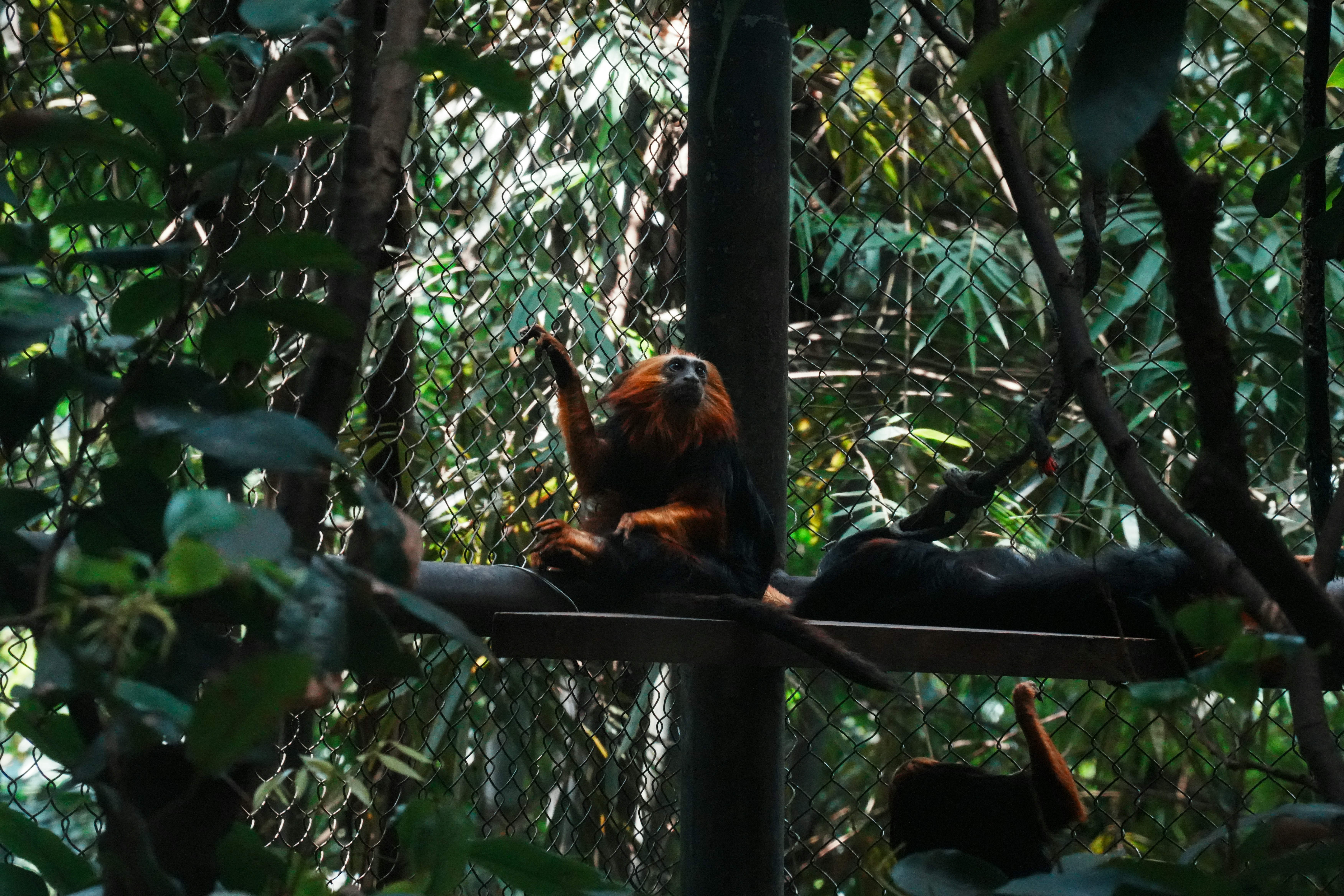 A golden-headed lion tamarin sitting on a wooden perch inside a wire enclosure