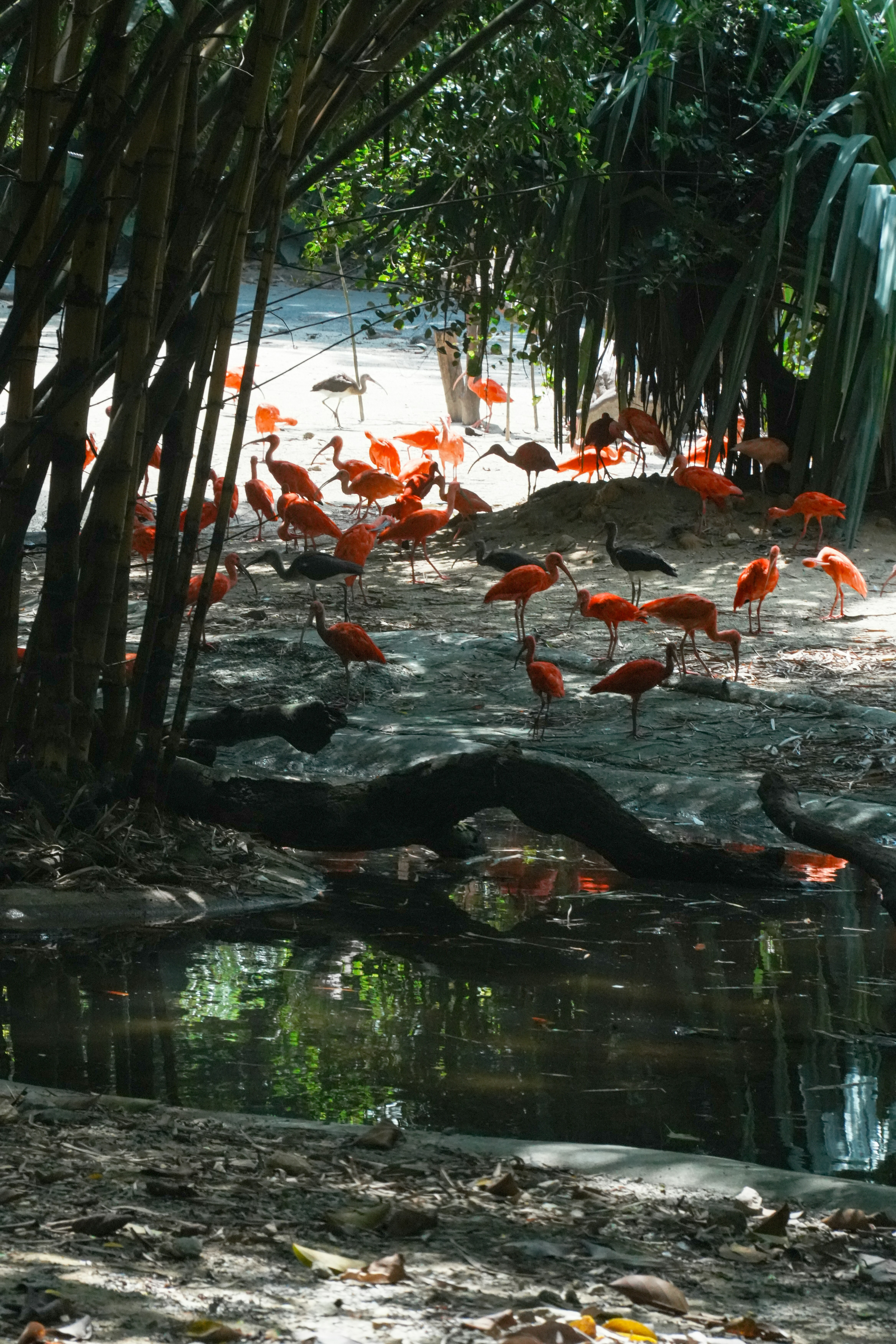 Red flock in a shaded grove: flamingos Roost by a tranquil pond